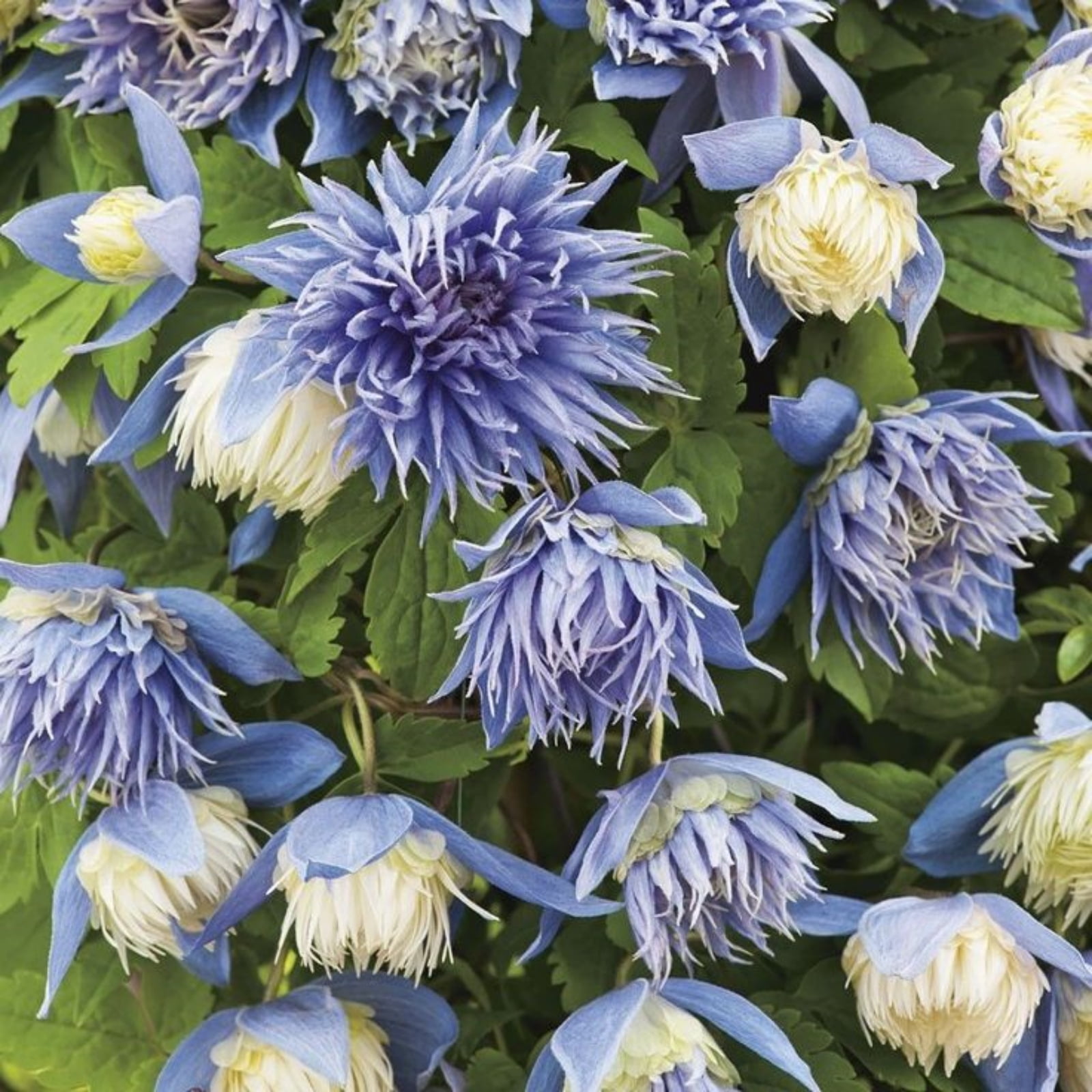 Clematis Bulbs, Vines, Perennial Cold-Resistant Plants, Garden ...