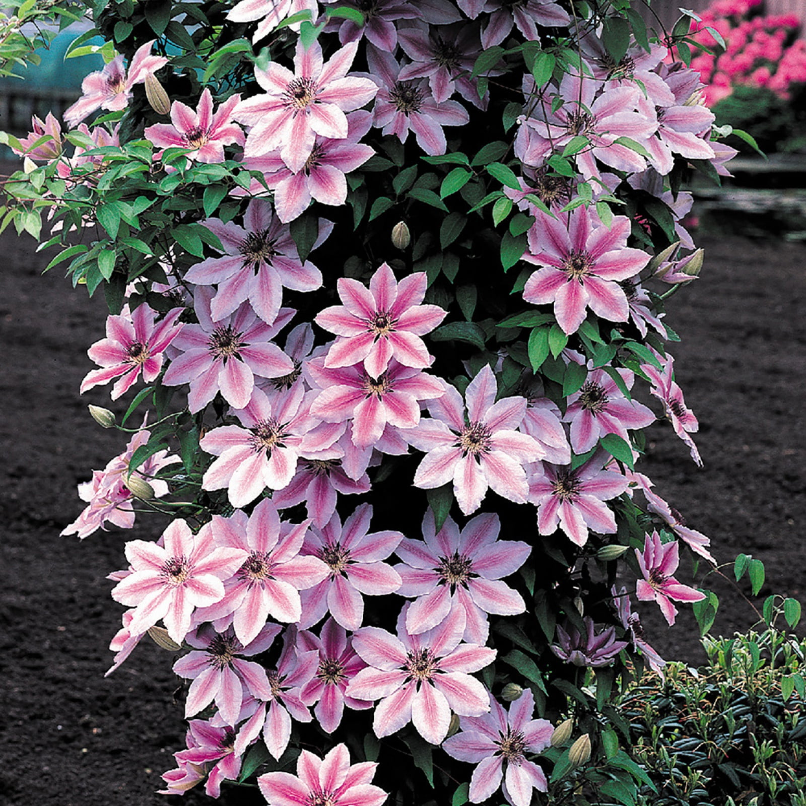Clematis Bulbs, Vines, Perennial Cold-Resistant Plants, Suitable For ...