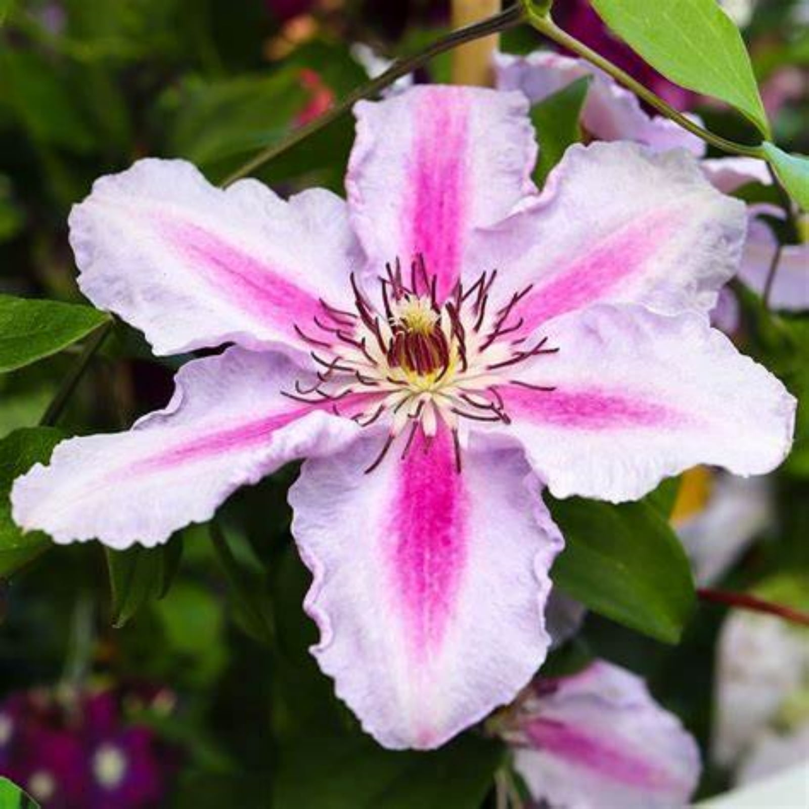 Clematis Bulbs, Vines, Perennial Cold-Resistant Plants, Suitable For ...
