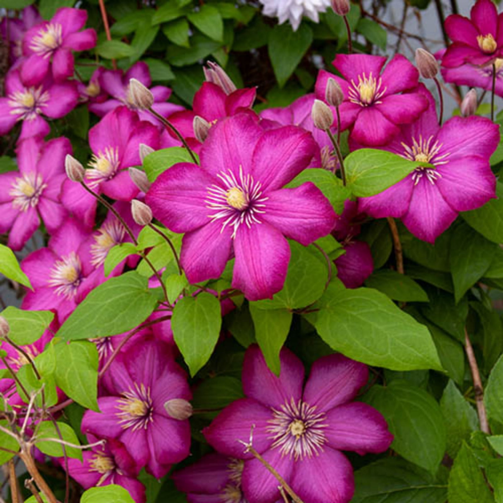 Clematis Bulbs, Vines, Perennial Cold-Resistant Plants, Suitable For ...
