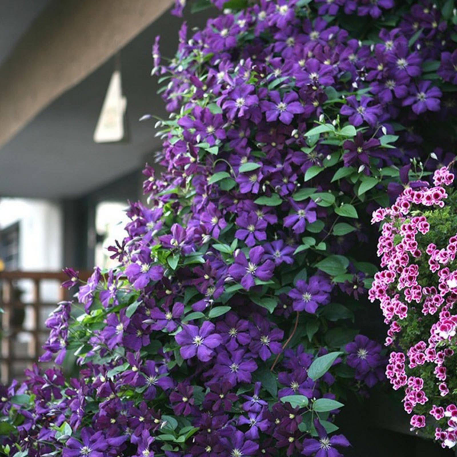 Clematis Bulbs, Vines, Perennial Cold-Resistant Plants, Suitable For ...