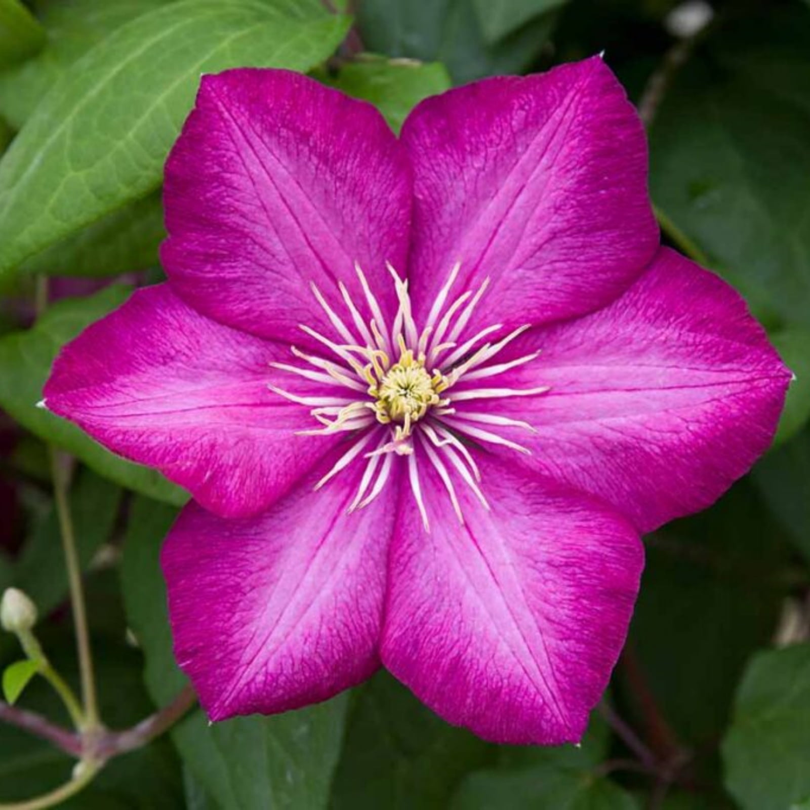 Clematis Bulbs, Vines, Perennial Cold-Resistant Plants, Suitable For ...