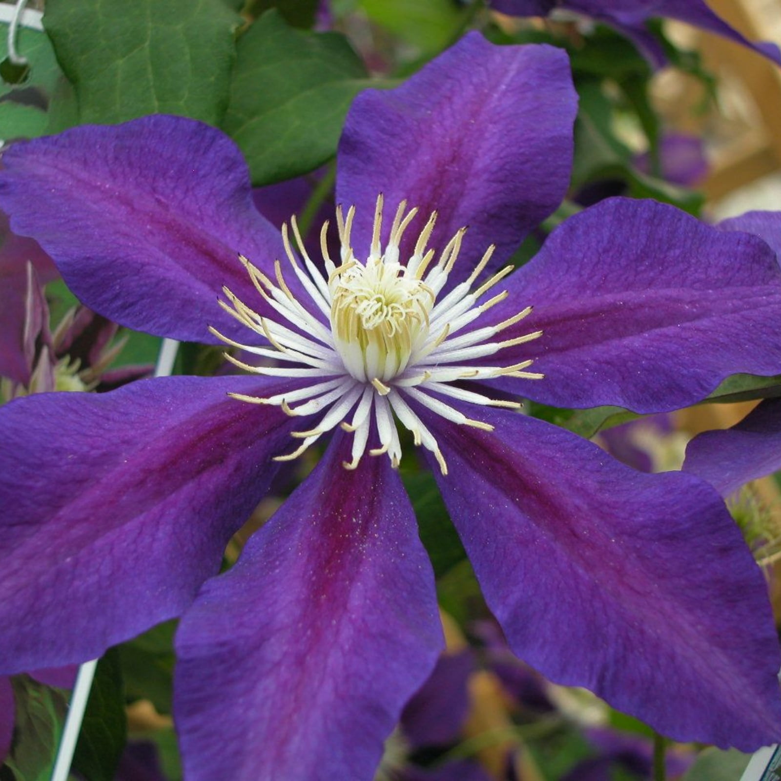 Clematis Bulbs, Vines, Perennial Cold-Resistant Plants, Suitable For ...