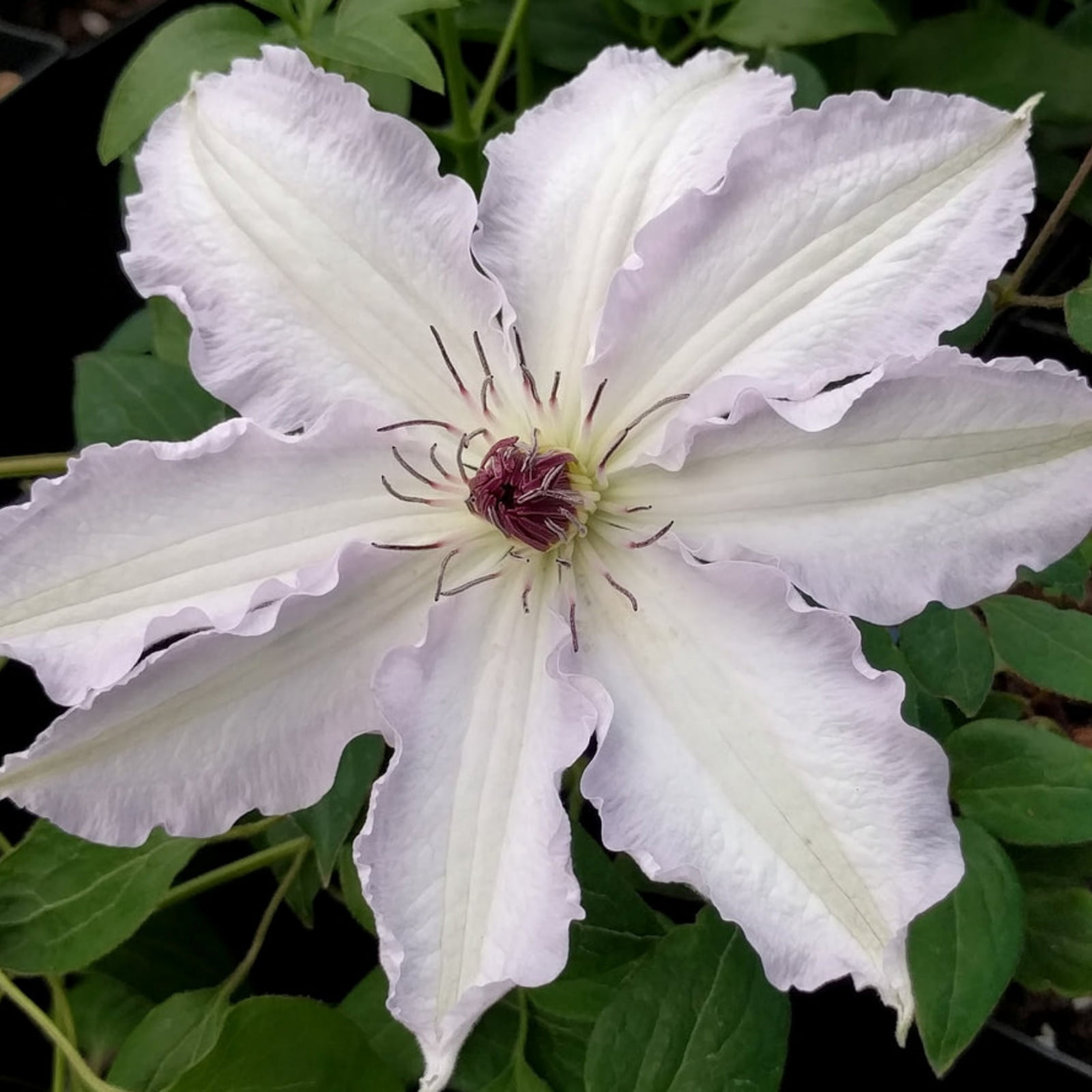 Clematis Bulbs, Vines, Perennial Cold-Resistant Plants, Suitable For ...