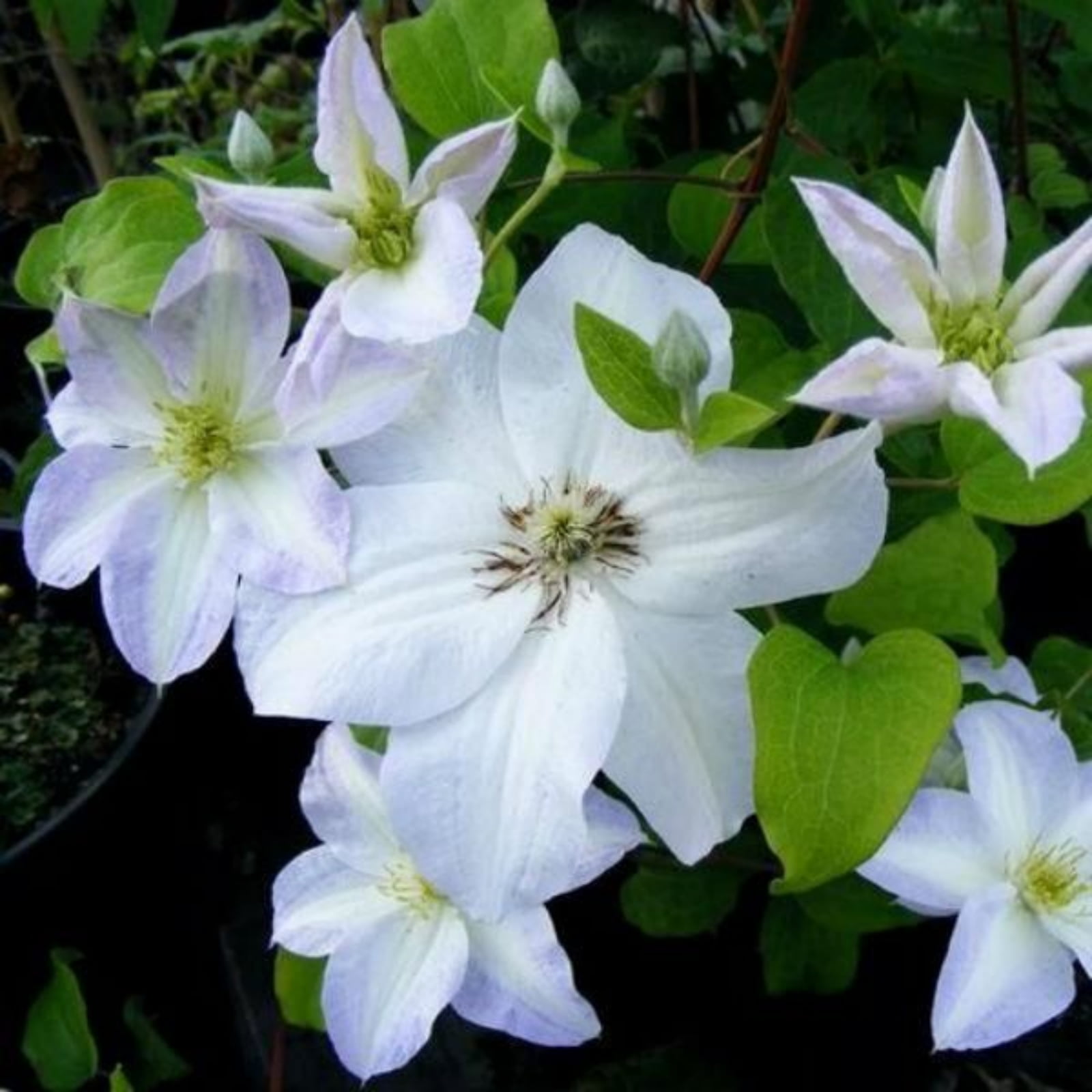 Clematis Bulbs, Vines, Perennial Cold-Resistant Plants, Suitable For ...