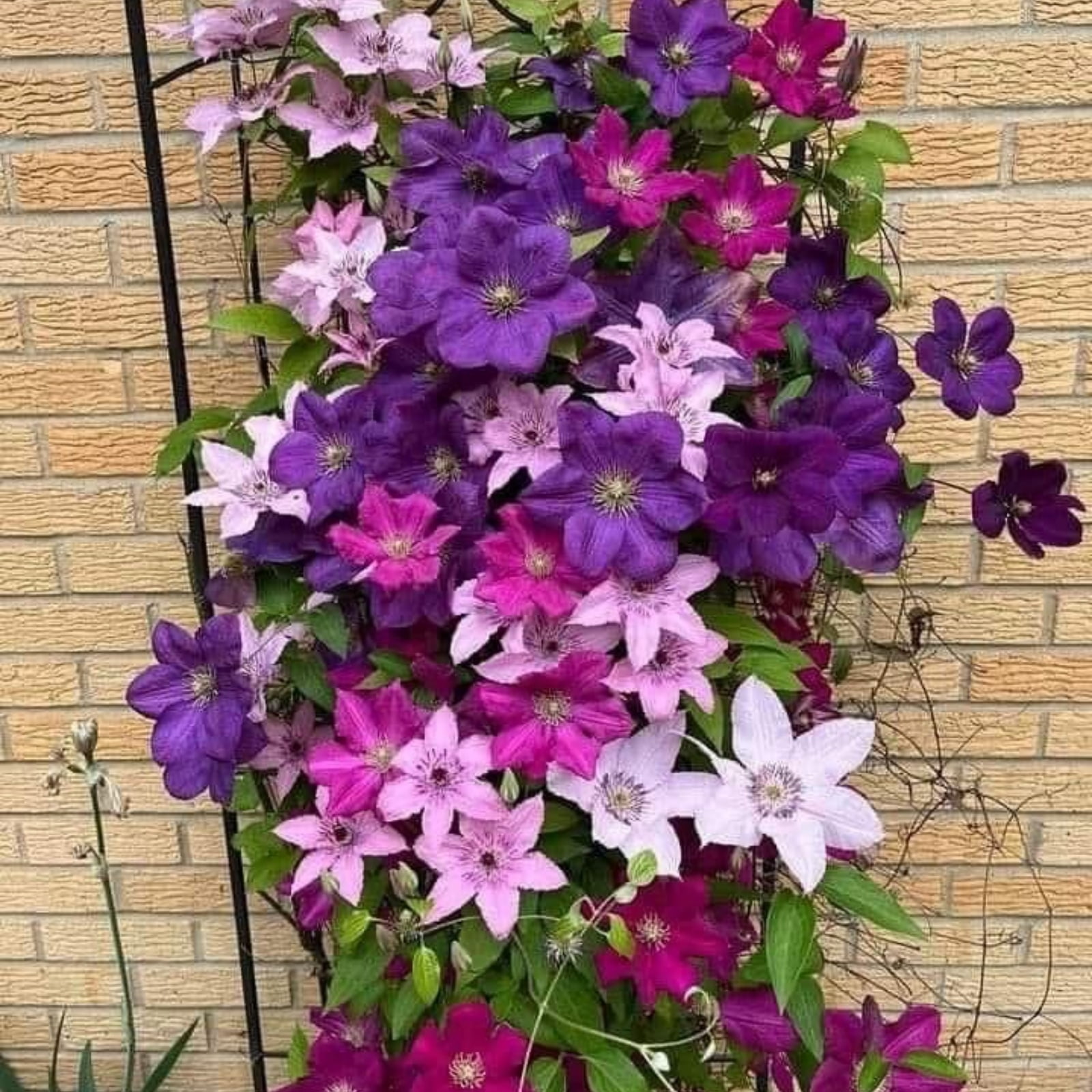 Clematis Bulbs, Vines, Perennial Cold-Resistant Plants, Suitable For ...