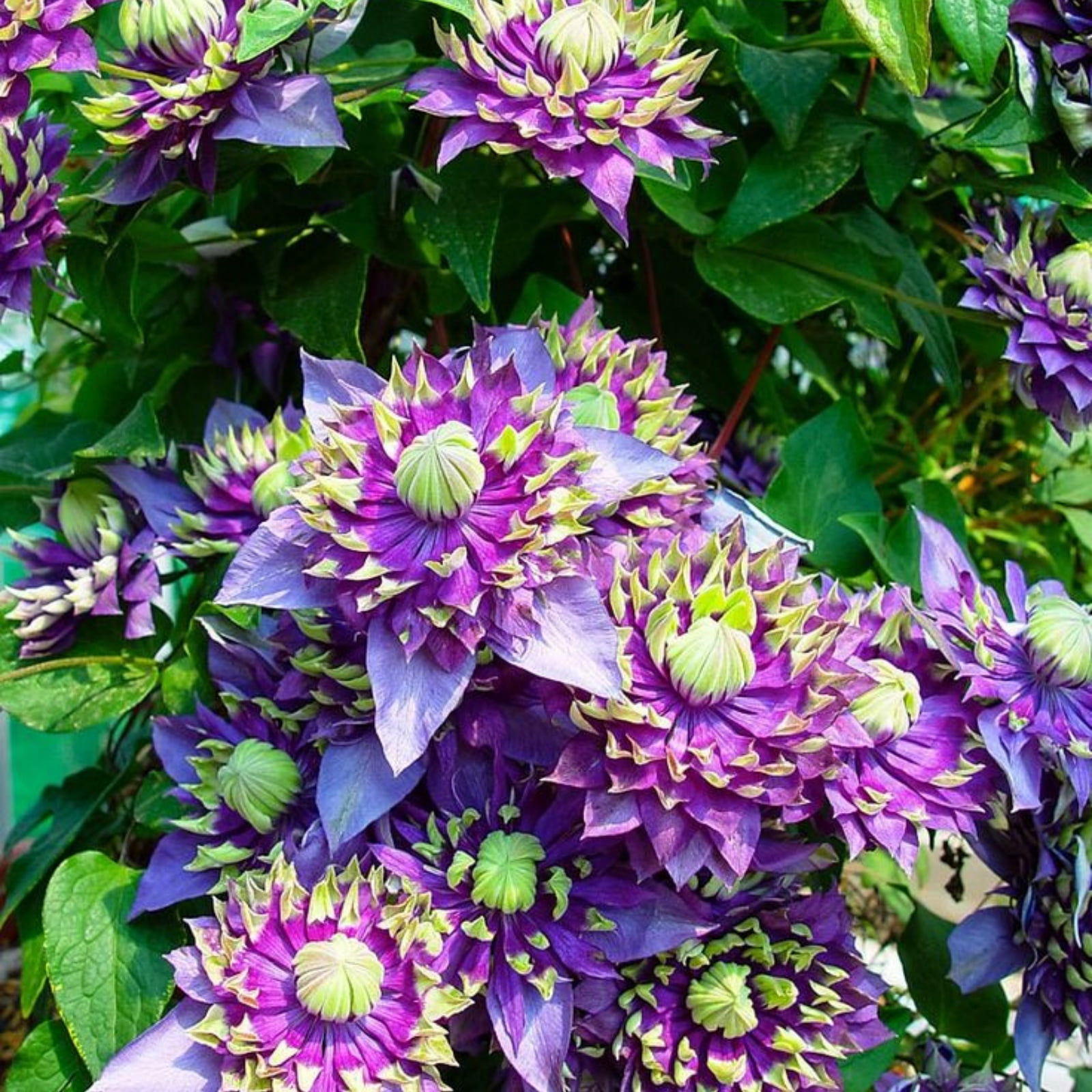 Clematis Bulbs, Vines, Perennial Cold-Resistant Plants, Suitable For ...