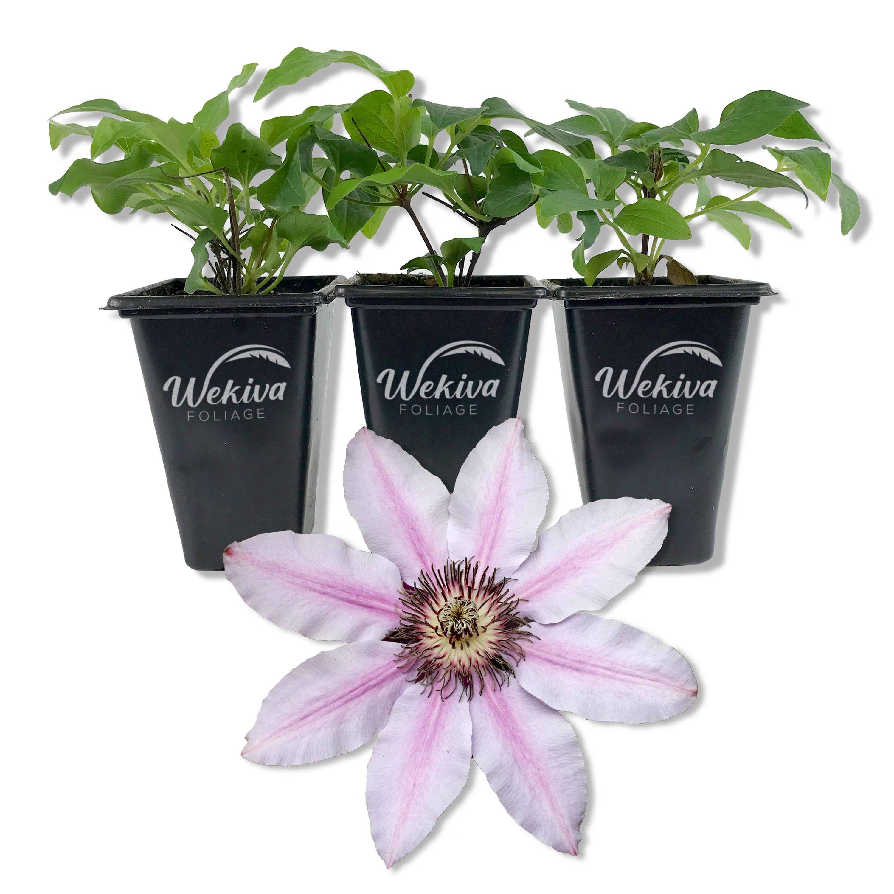 Clematis Candy Stripe - 3 Live Starter Plants in 2 Inch Growers Pots ...