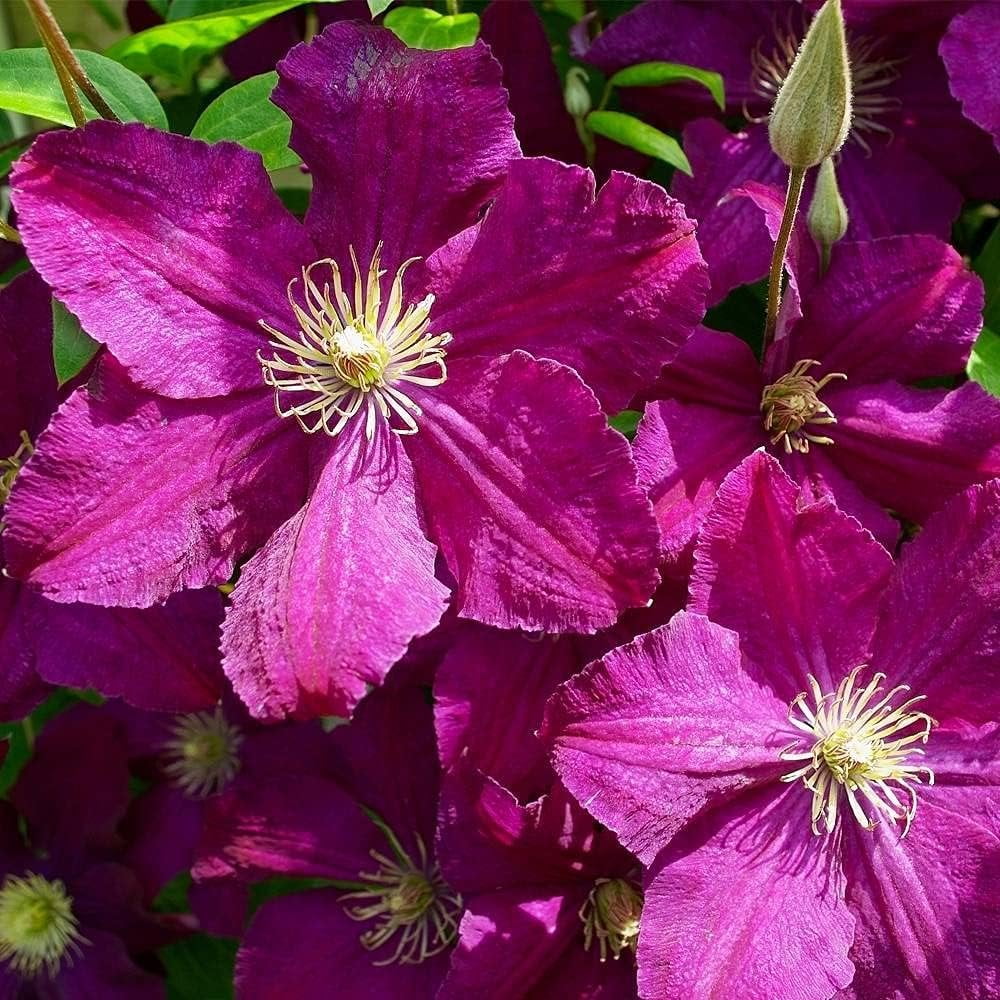 Clematis Cardinal Wyszynski Vine - 10 Live Plants in 4 Inch Growers Pots - Clematis 'Cardinal ...