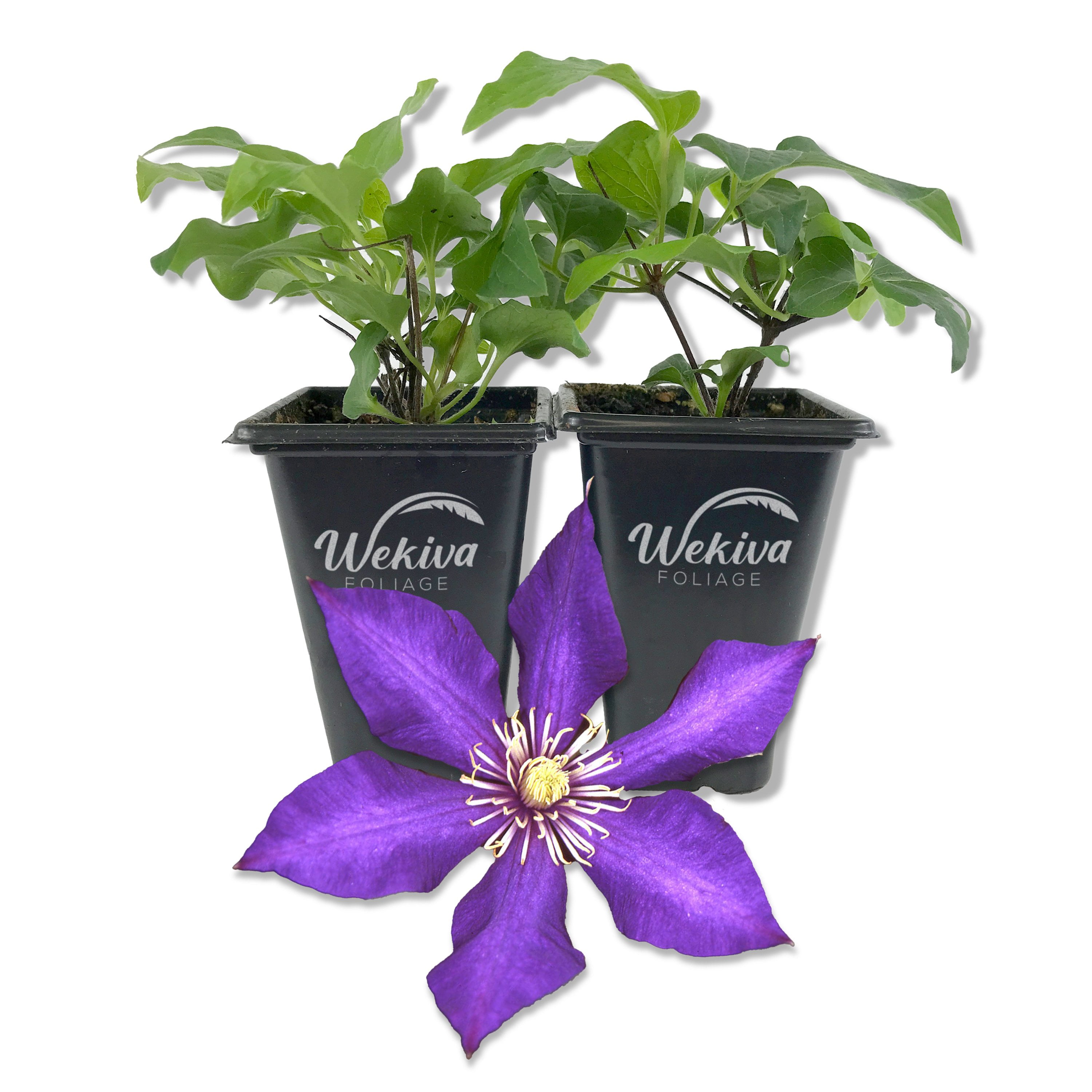 Clematis Daniel Deronda - 2 Live Starter Plants in 2 Inch Growers Pots ...