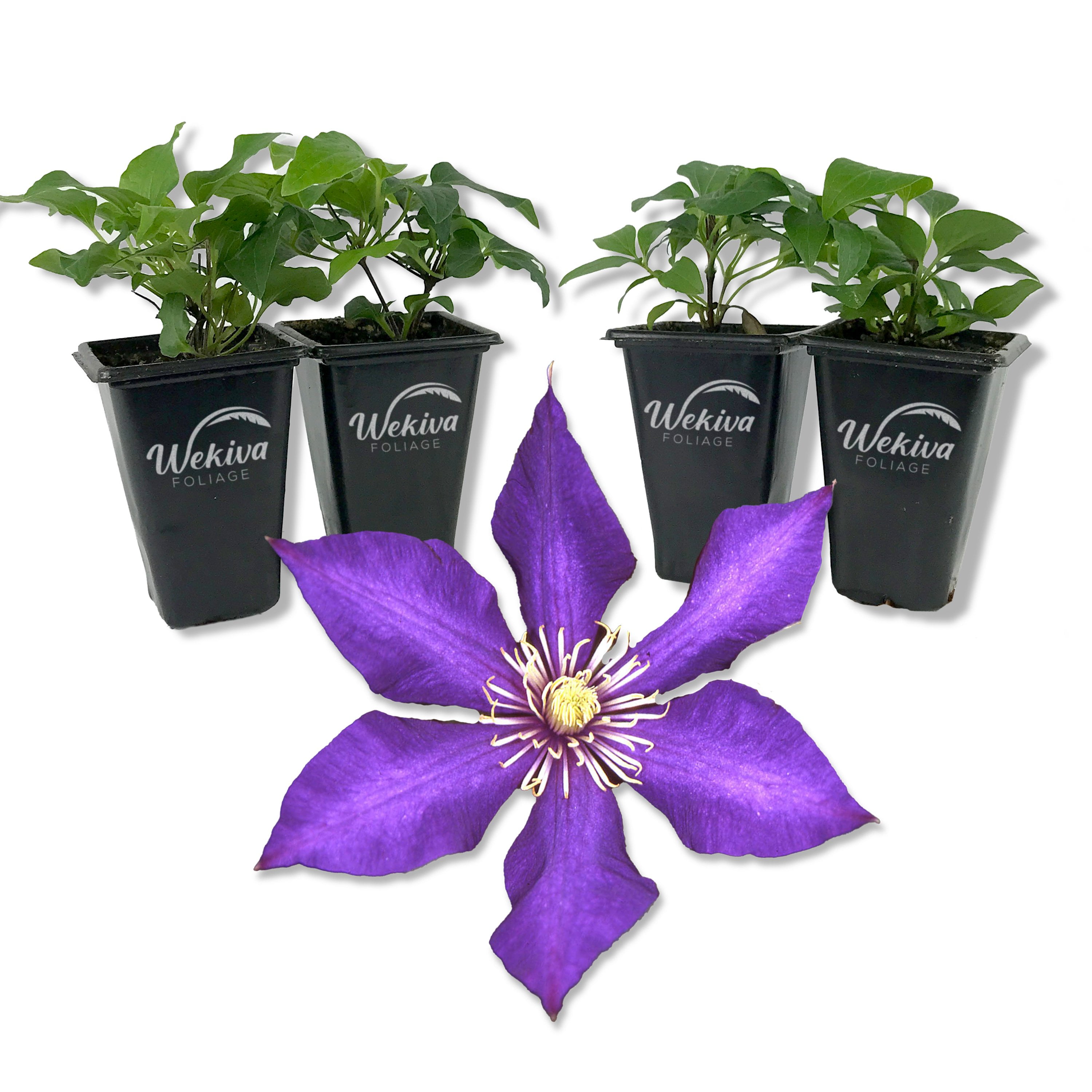 Clematis Daniel Deronda - 4 Live Starter Plants in 2 Inch Growers Pots ...