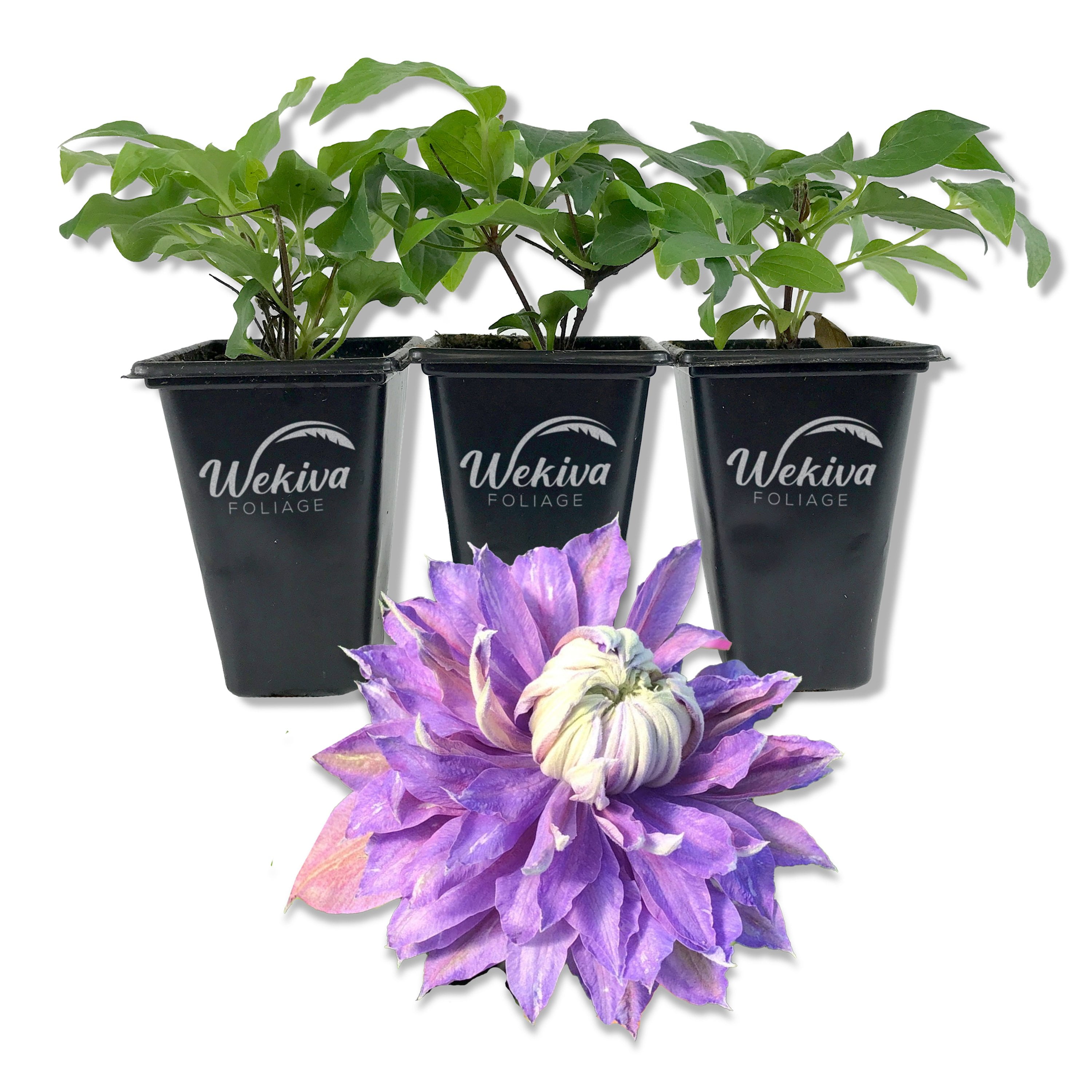 Clematis Diamantina - 3 Live Starter Plants in 2 Inch Growers Pots ...