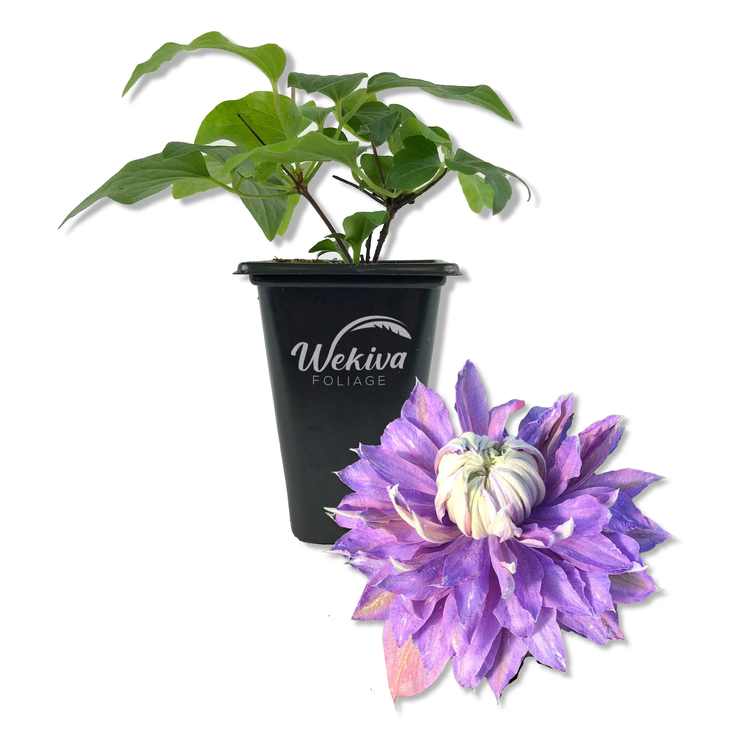 Clematis Diamantina - Live Starter Plant in a 2 Inch Growers Pot ...