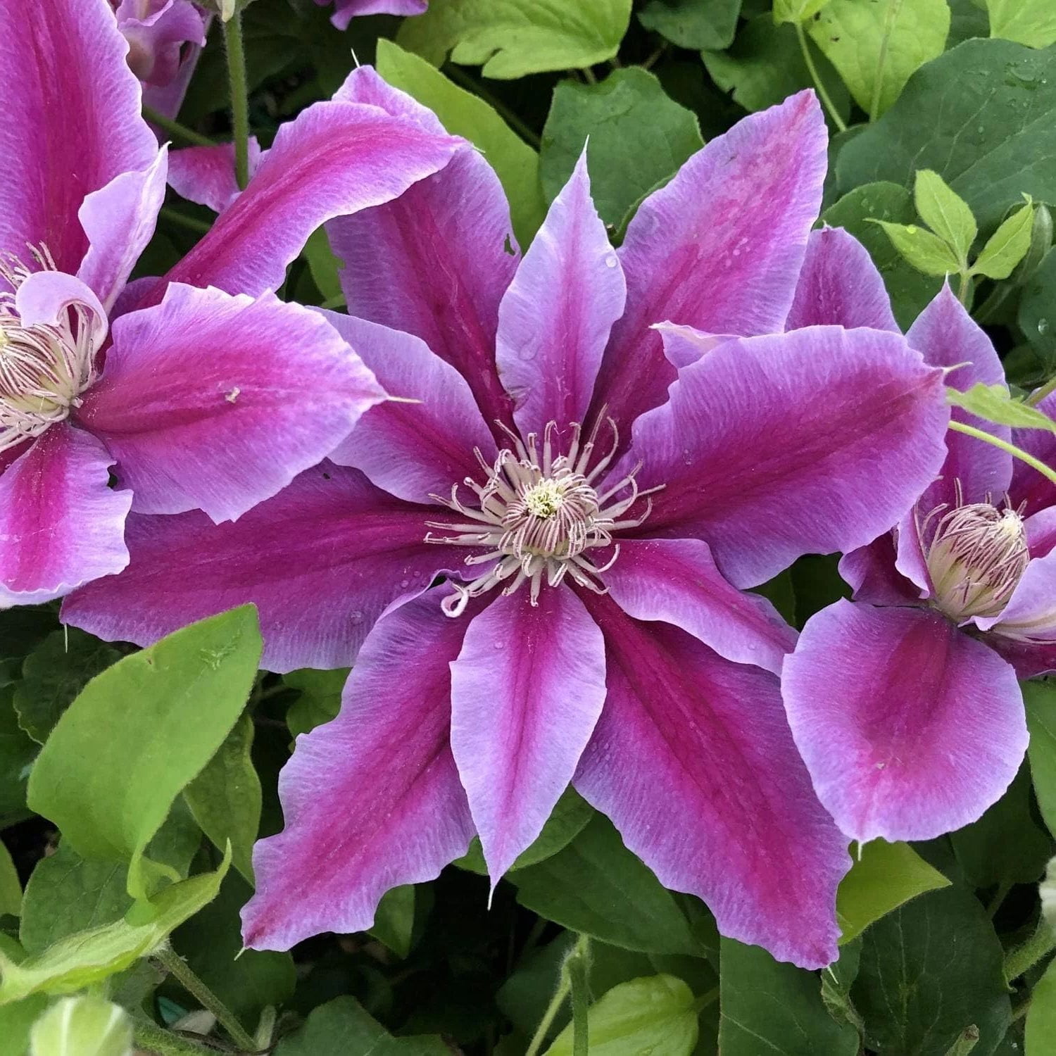 Clematis Dr. Rupple - Live Plant in a 3.5 Inch Growers Pot - Bold and ...