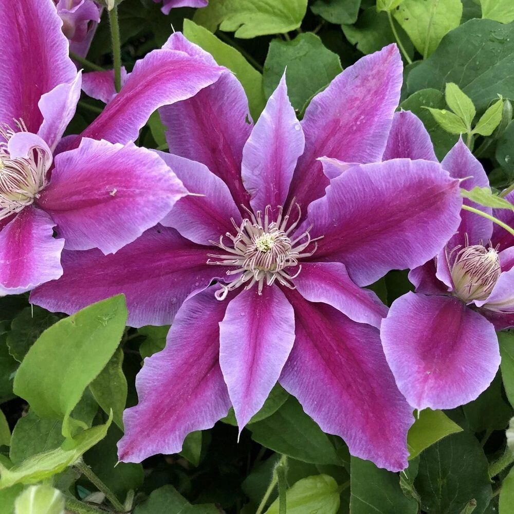 Clematis Dr. Rupple - Live Plants in 3.5 Inch Growers Pots - Bold and ...