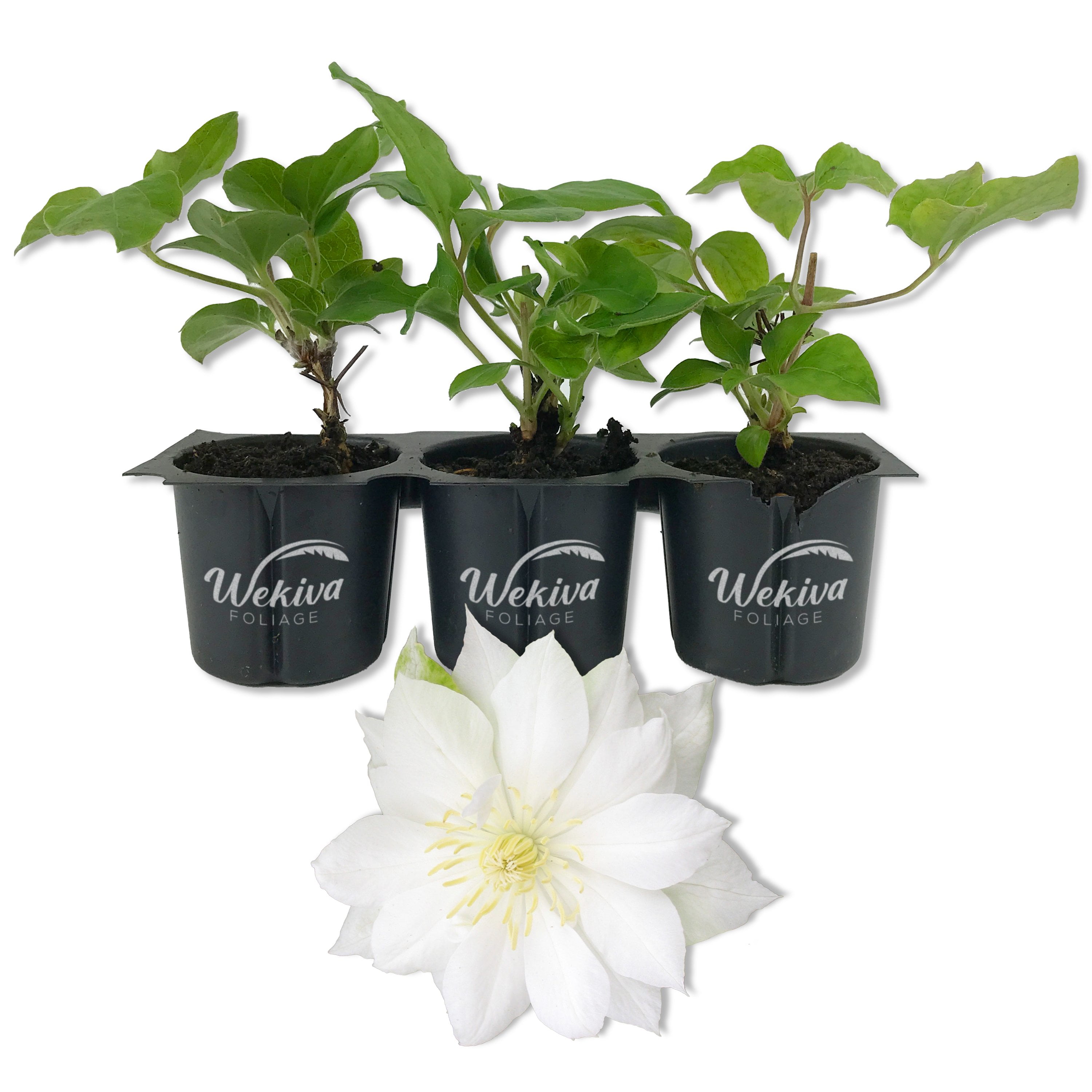 Clematis Duchess of Edinburgh - 3 Live Starter Plants in 2 Inch Growers ...