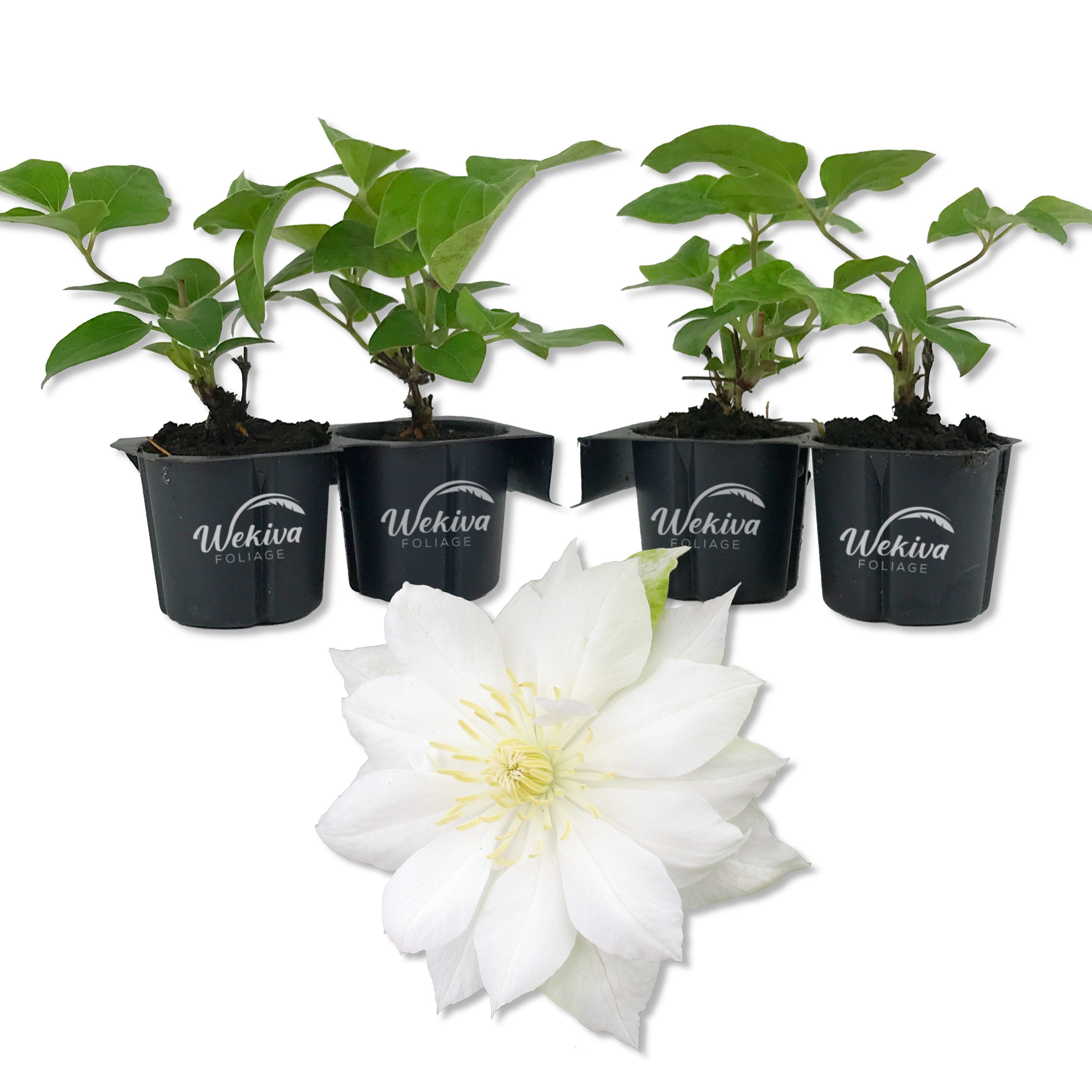 Clematis Duchess of Edinburgh - 4 Live Starter Plants in 2 Inch Growers ...