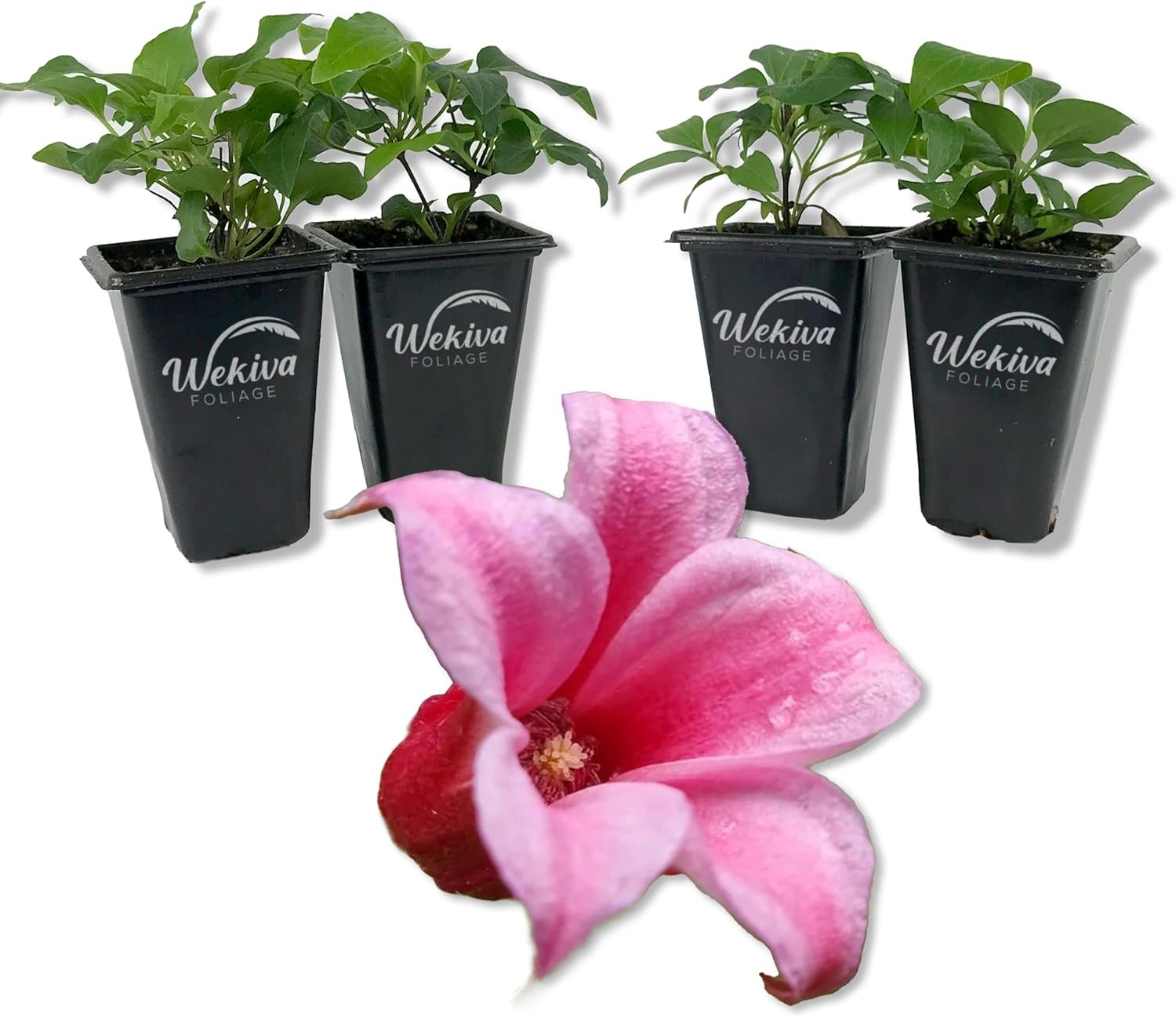 Clematis Duchess of Albany - 4 Live Starter Plants in 2 Inch Growers ...