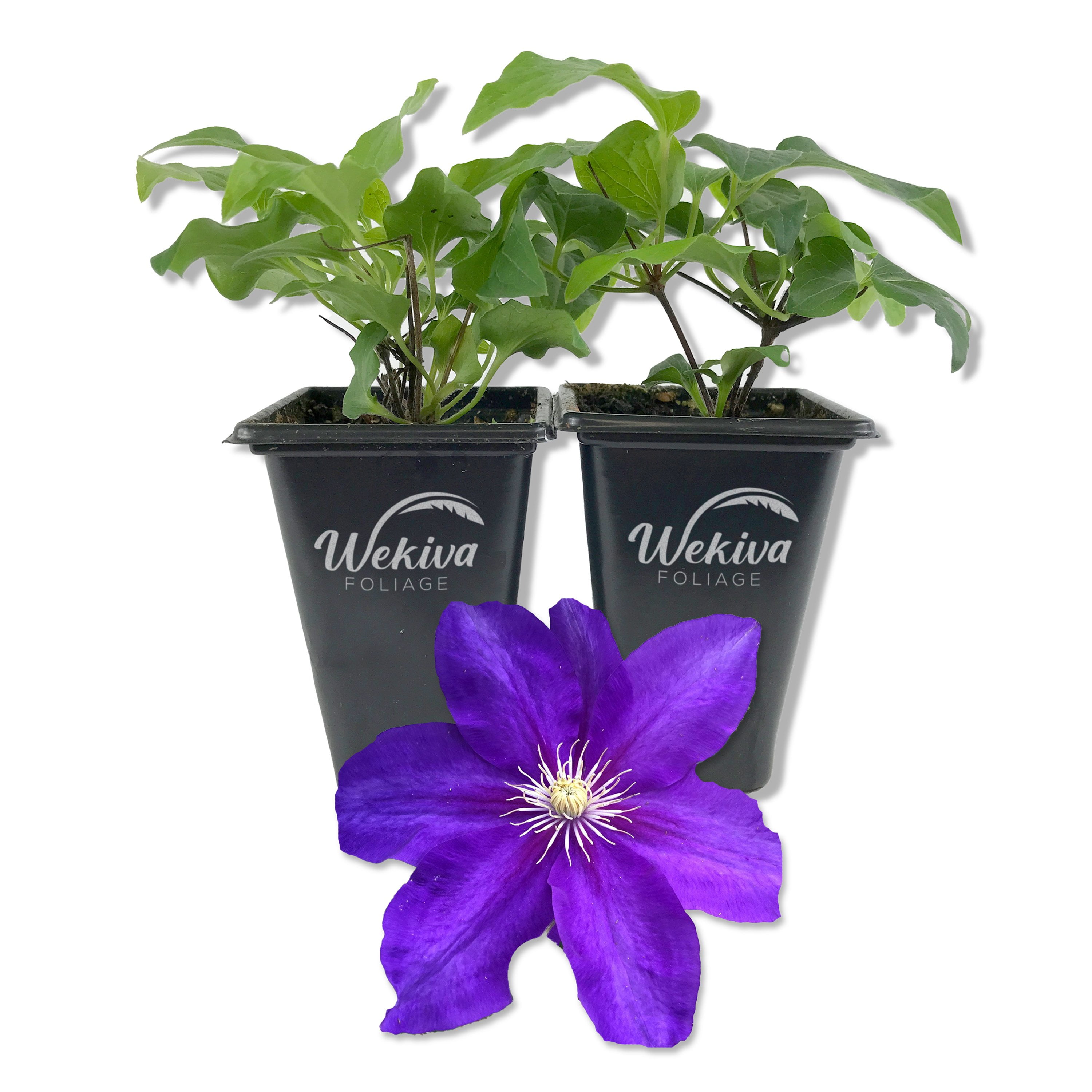 Clematis Duchess of Cornwall - 2 Live Starter Plants in 2 Inch Growers ...