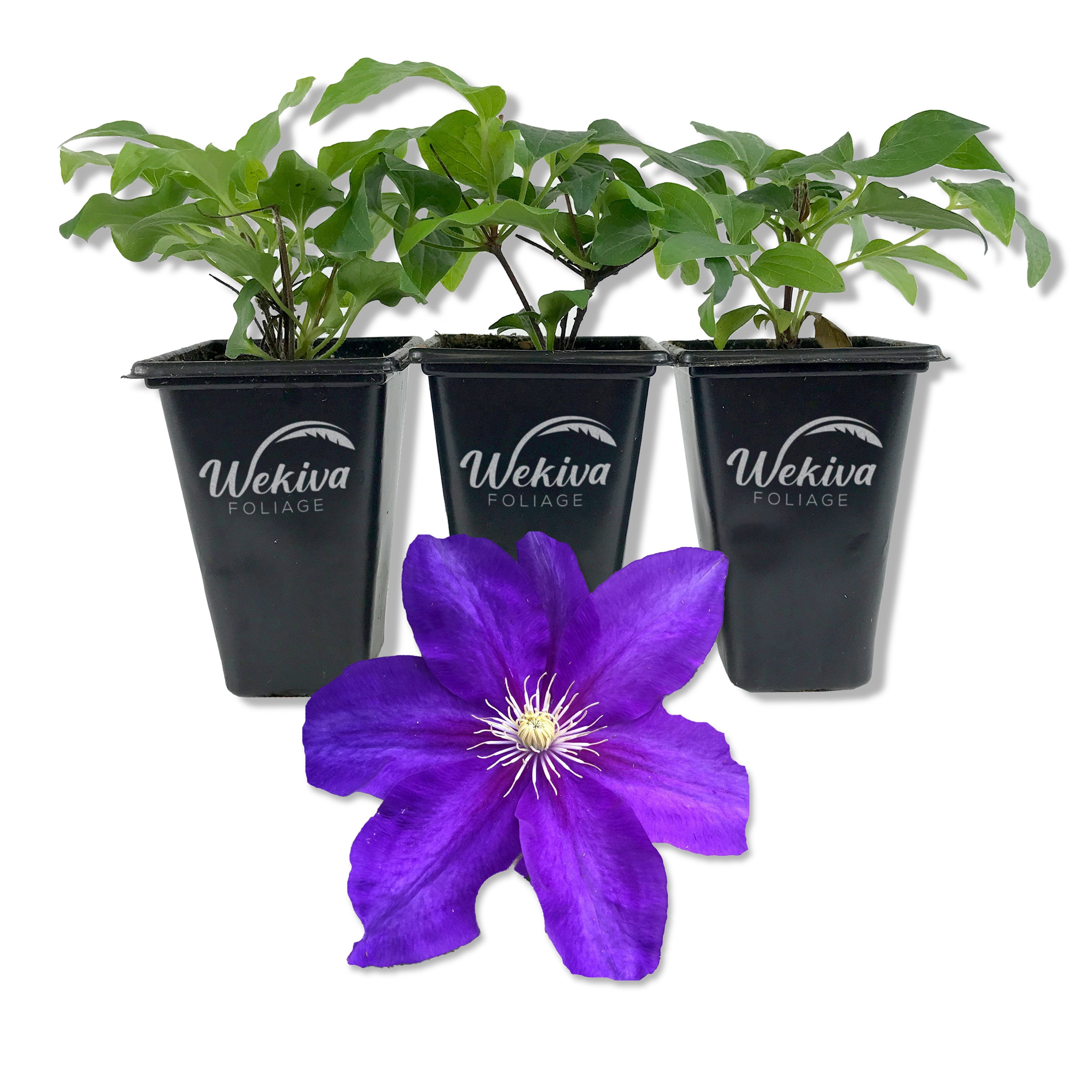 Clematis Duchess of Cornwall - 3 Live Starter Plants in 2 Inch Growers ...