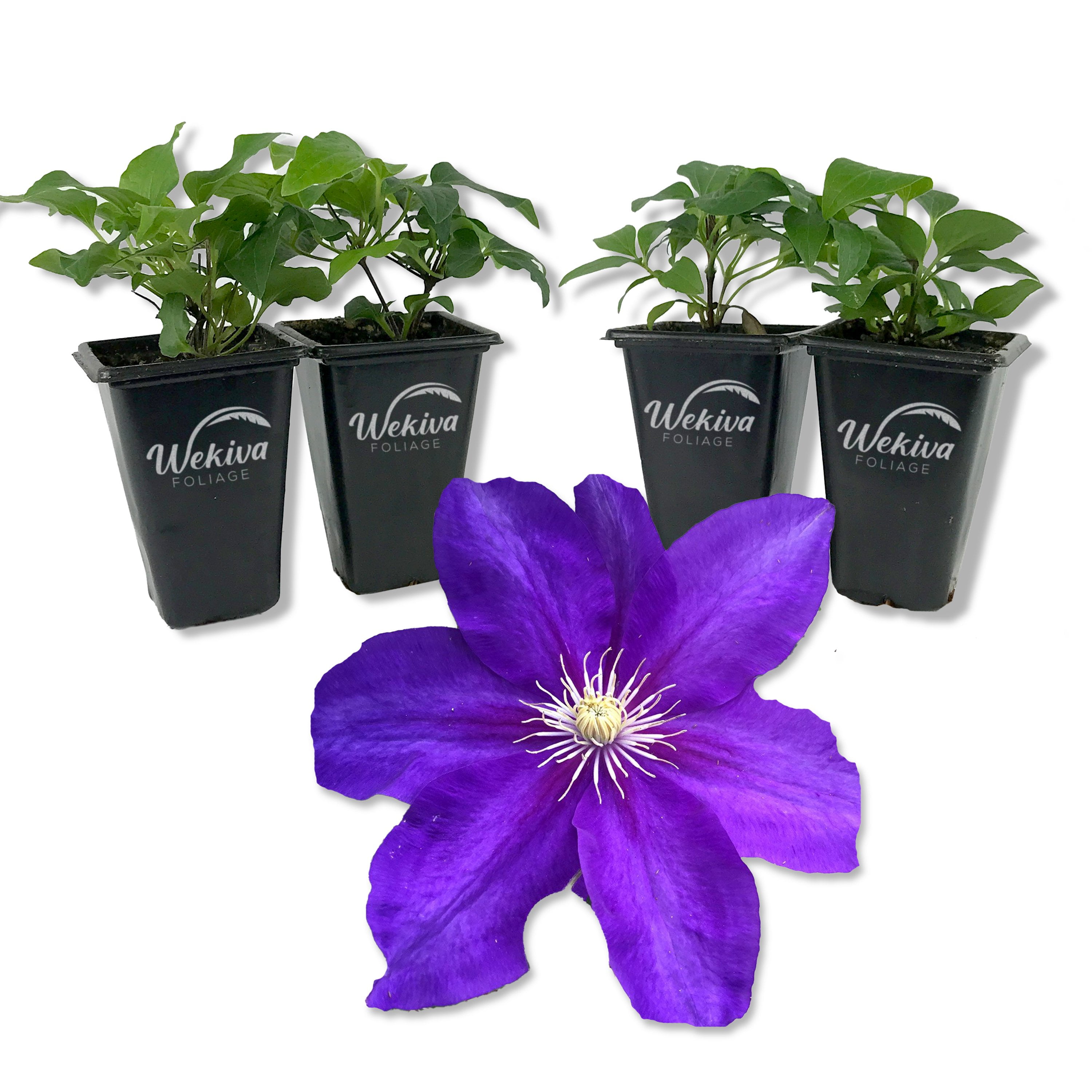 Clematis Duchess of Cornwall - 4 Live Starter Plants in 2 Inch Growers ...