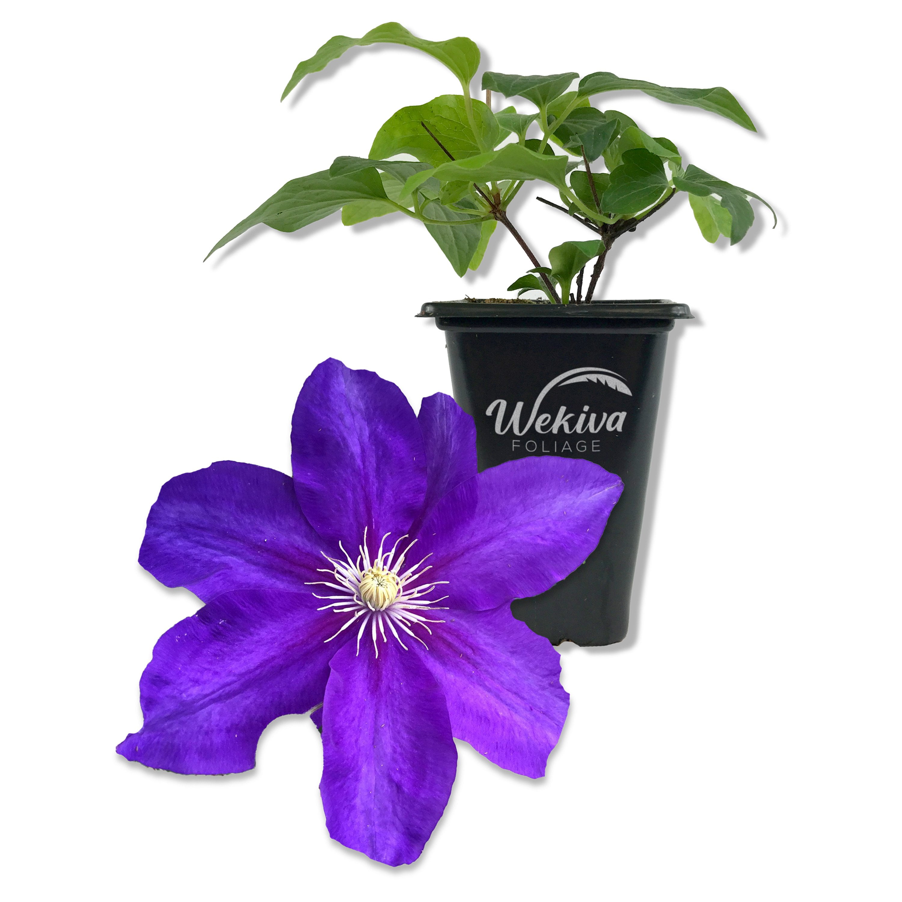 Clematis Duchess of Cornwall - Live Starter Plant in a 2 Inch Growers ...