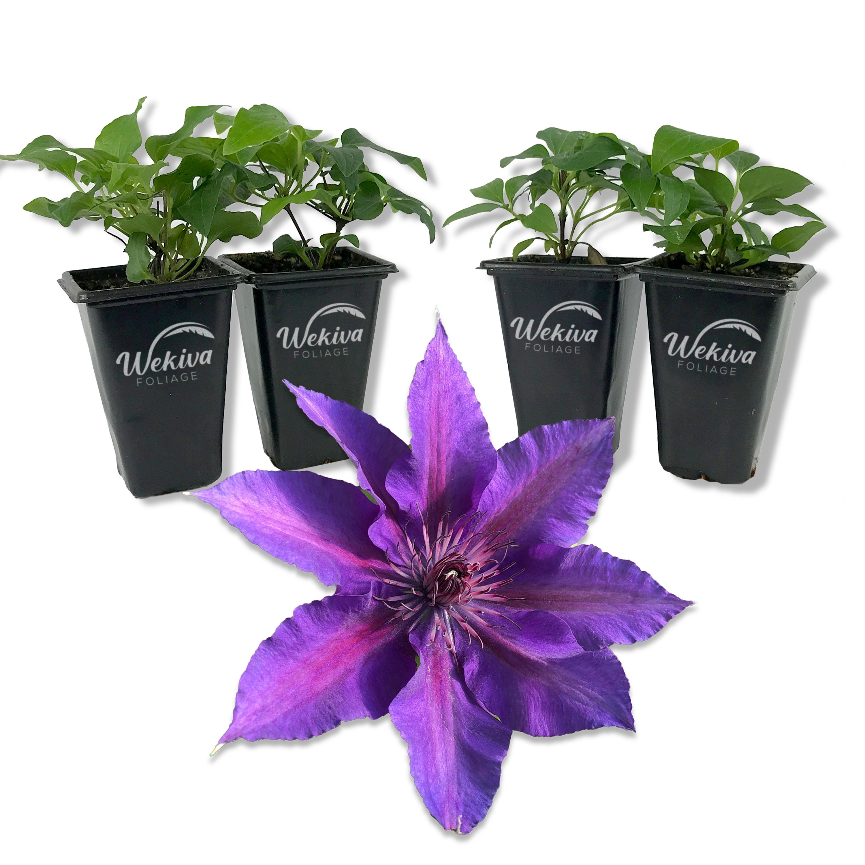 Clematis Edda - 4 Live Starter Plants in 2 Inch Growers Pots - Starter ...