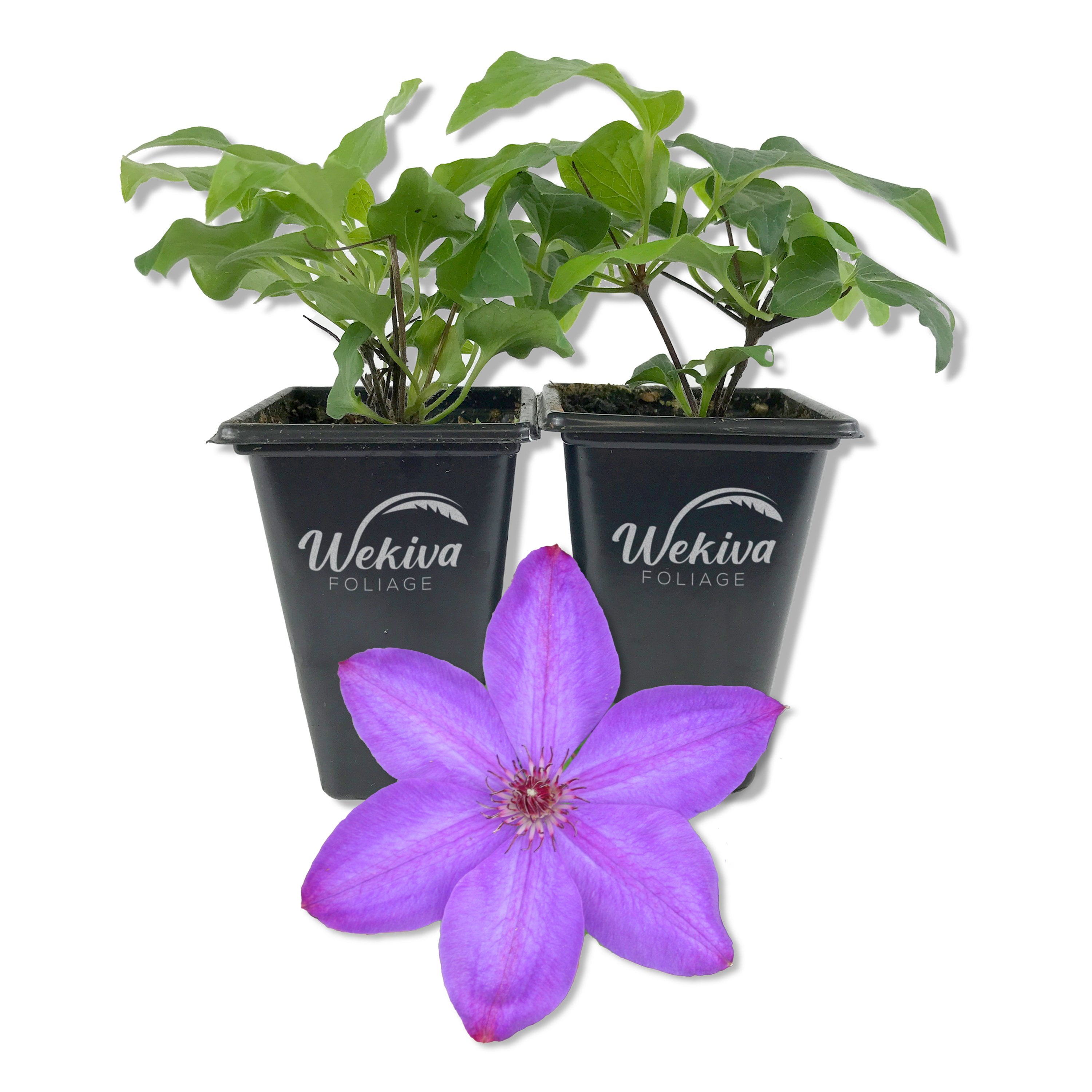 Clematis Elsa Spath - 2 Live Starter Plants in 2 Inch Growers Pots ...
