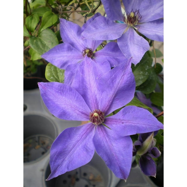 Clematis Elsa Spath - 3 Live Plants in 4 Inch Growers Pots - Clematis ...