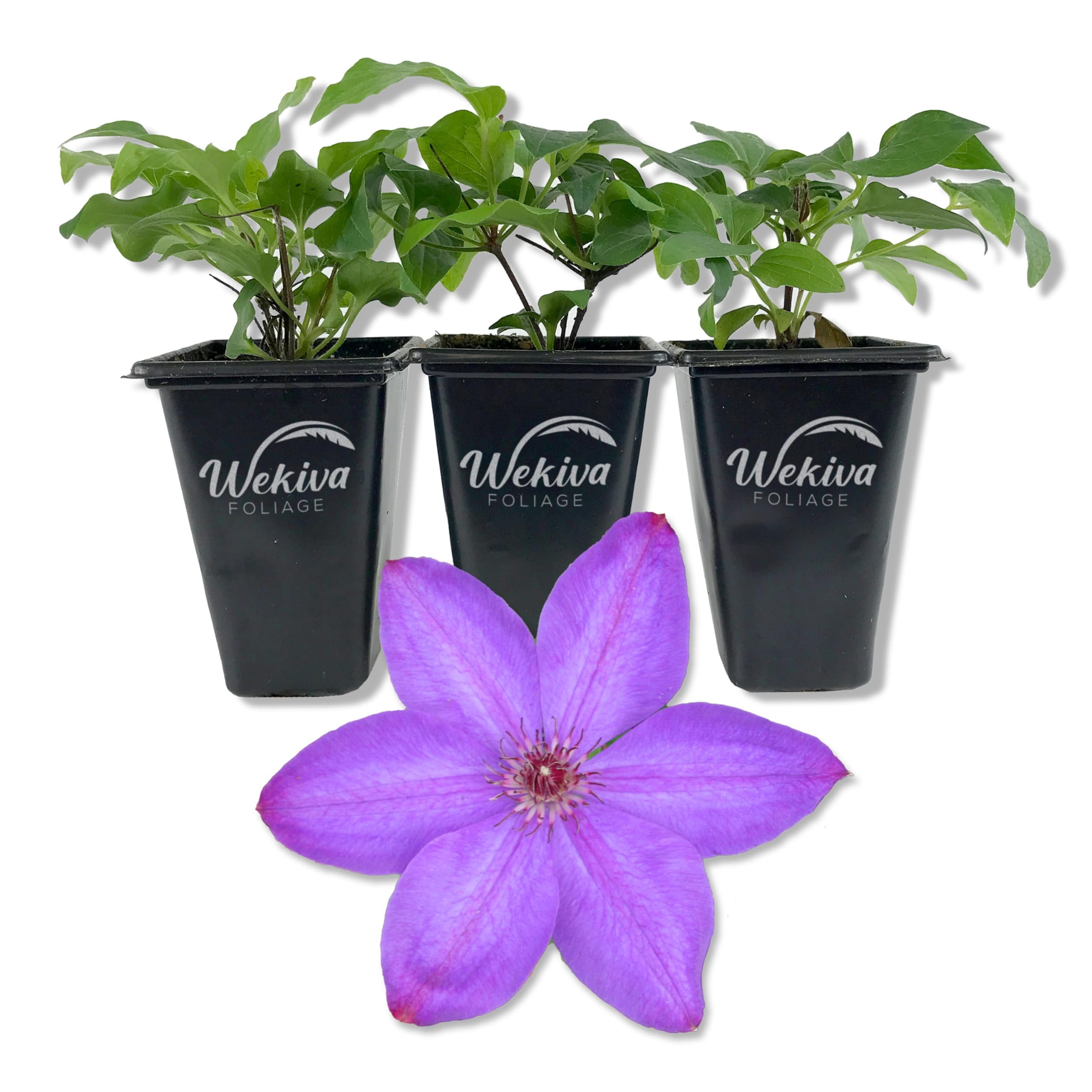 Clematis Elsa Spath - 3 Live Starter Plants in 2 Inch Growers Pots ...