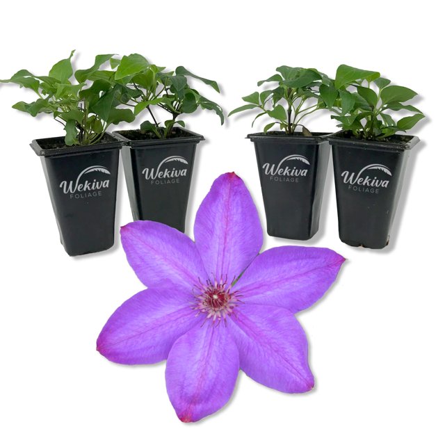 Clematis Elsa Spath - 4 Live Starter Plants in 2 Inch Growers Pots ...