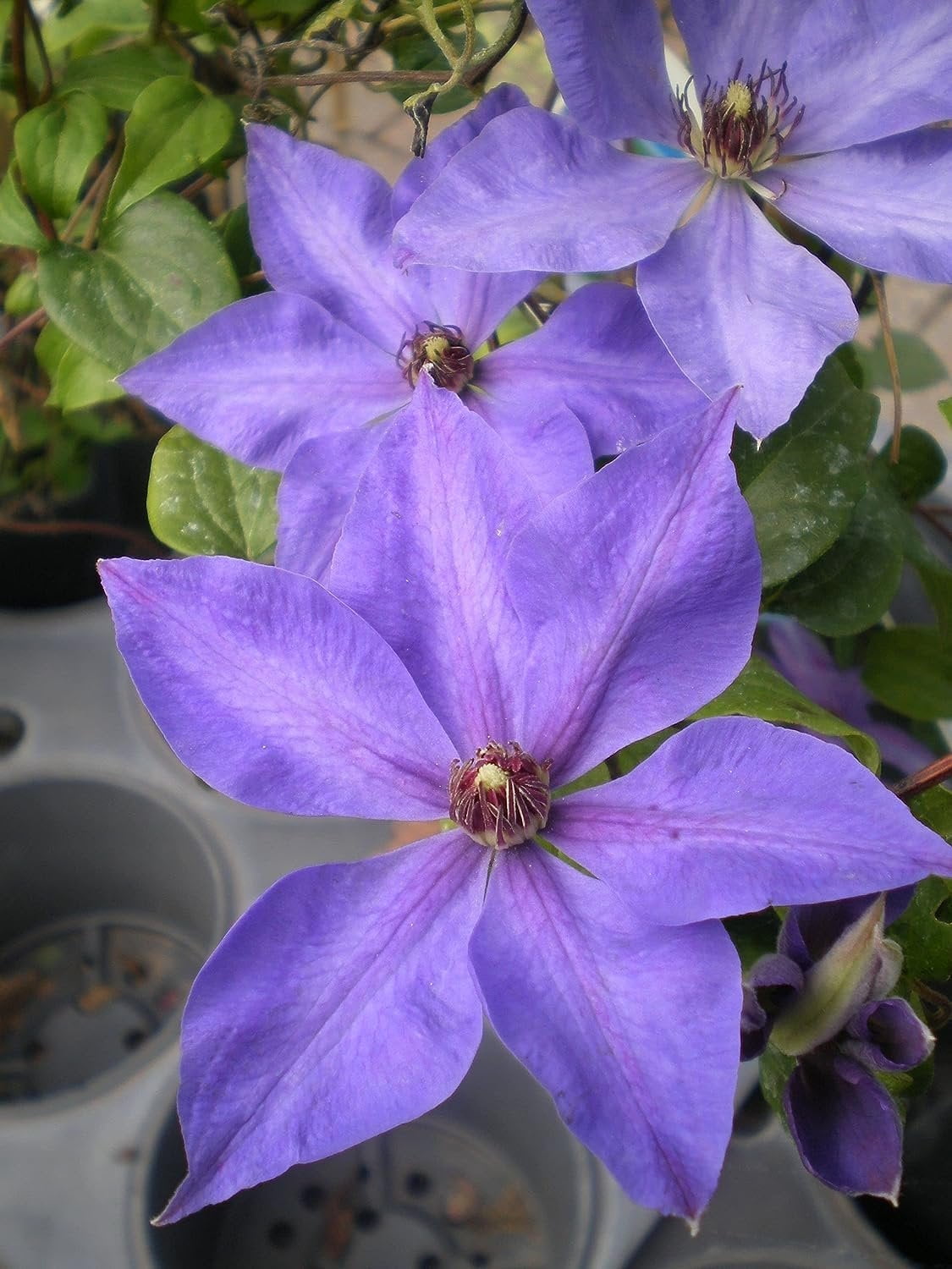 Clematis Elsa Spath - 5 Live Plants in 4 Inch Growers Pots - Clematis ...