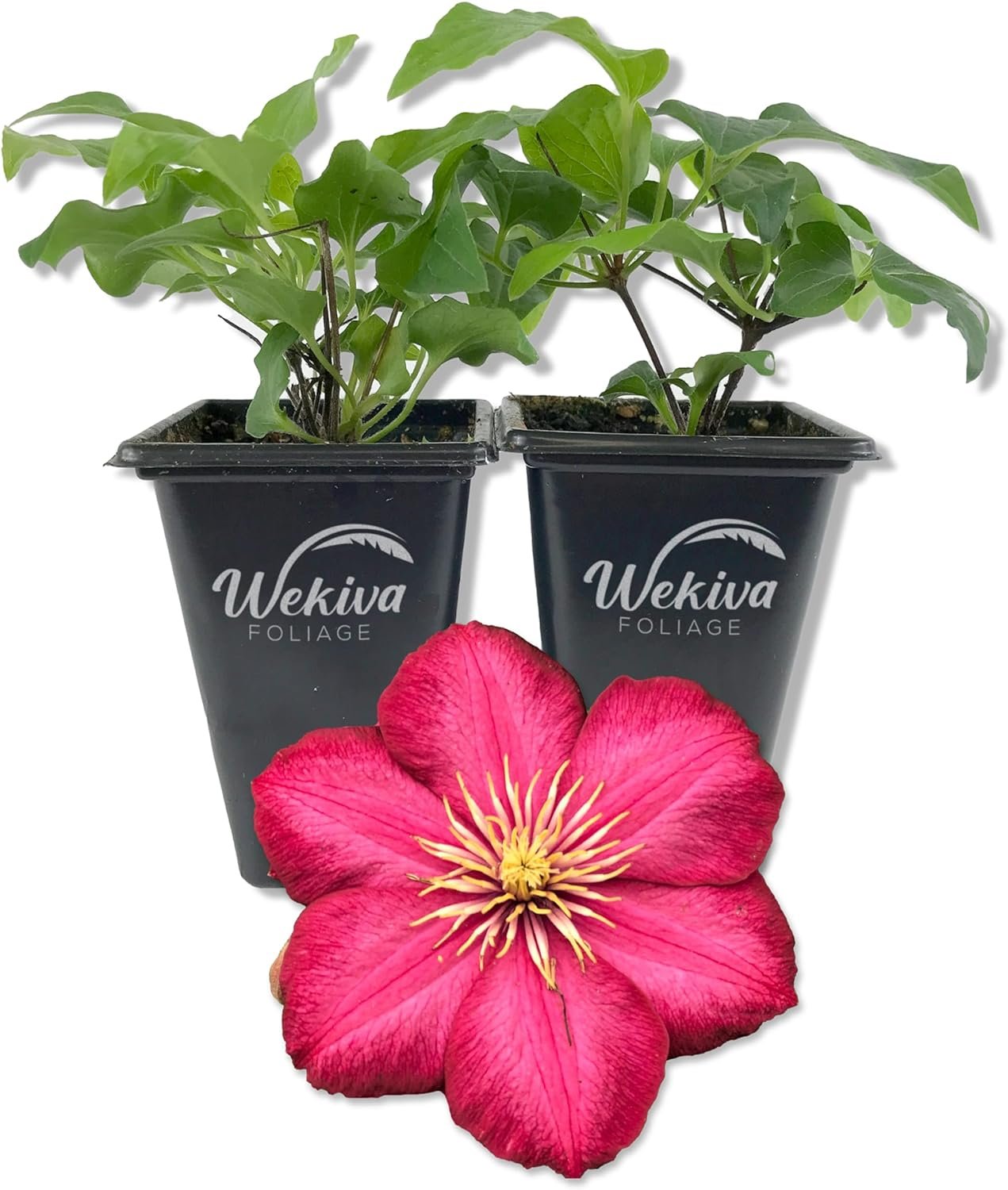 Clematis Ernest Markham - 2 Live Starter Plants in 2 Inch Pots ...