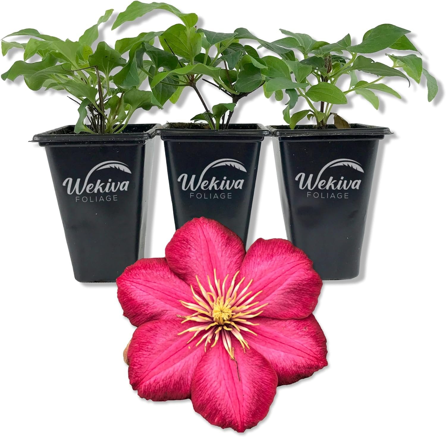 Clematis Ernest Markham - 3 Live Starter Plants in 2 Inch Pots ...