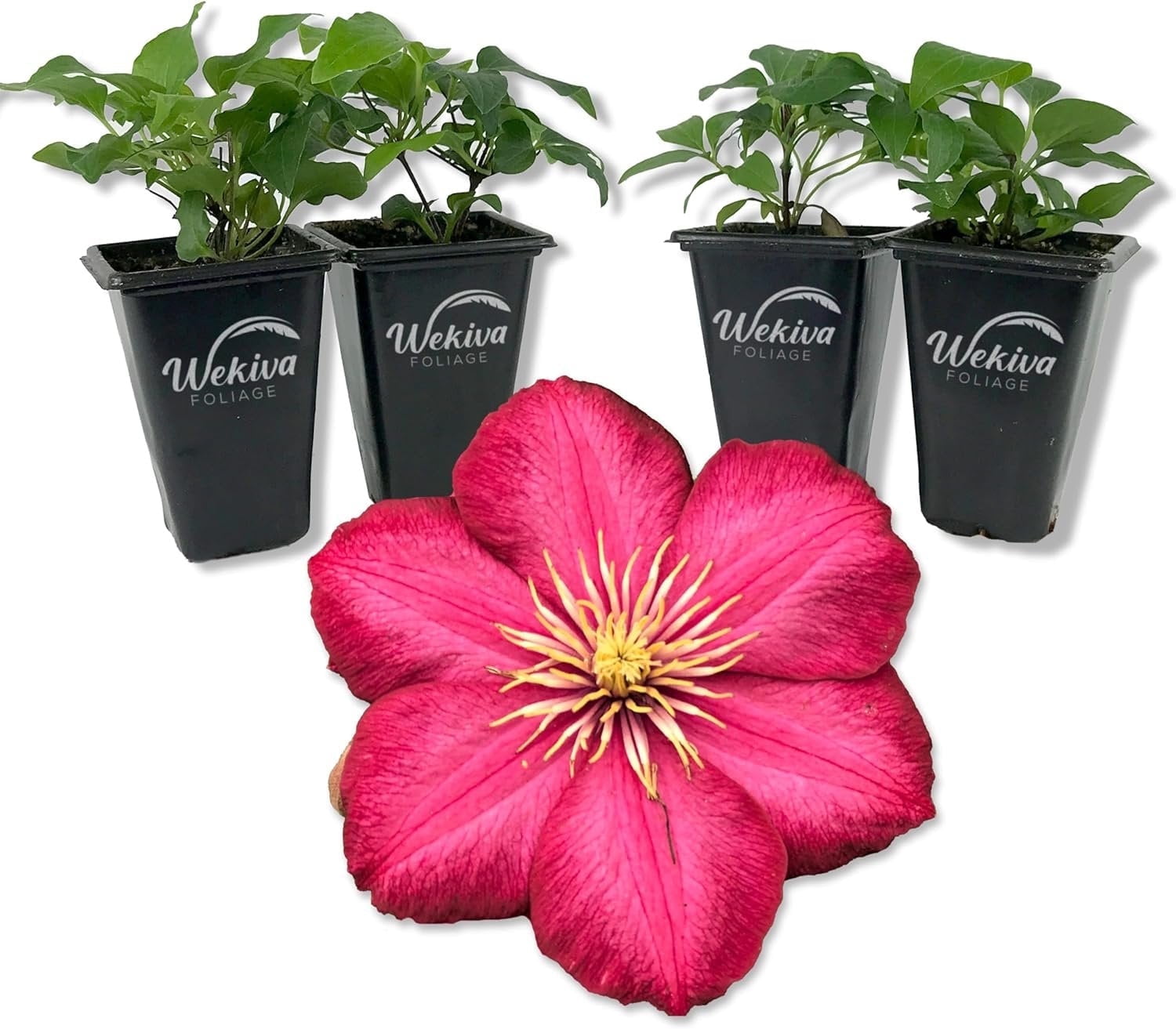 Clematis Ernest Markham - 4 Live Starter Plants in 2 Inch Pots ...