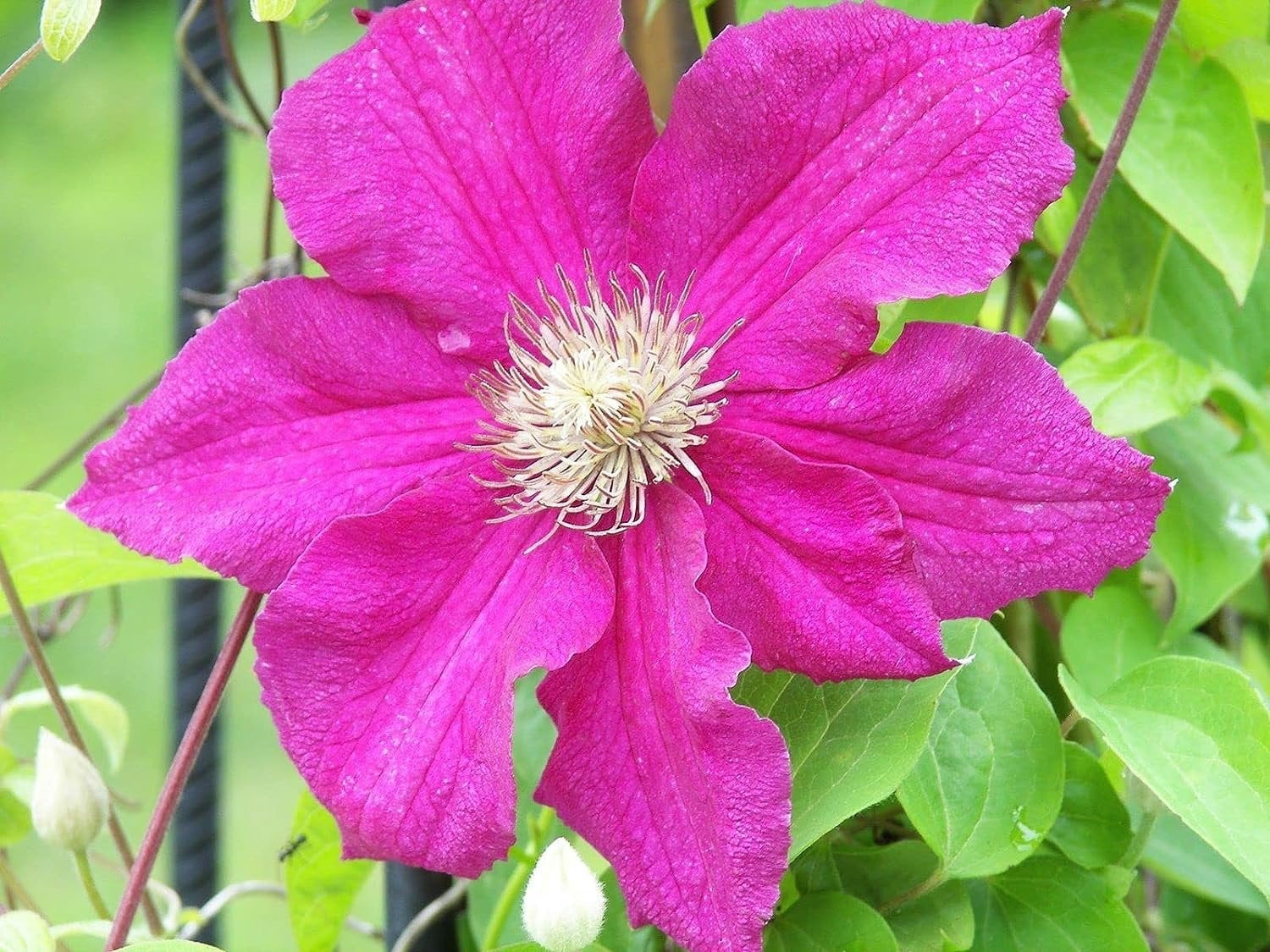 Wekiva Foliage Clematis Ernest Markham, Maroon Flowering Vine, Fast ...