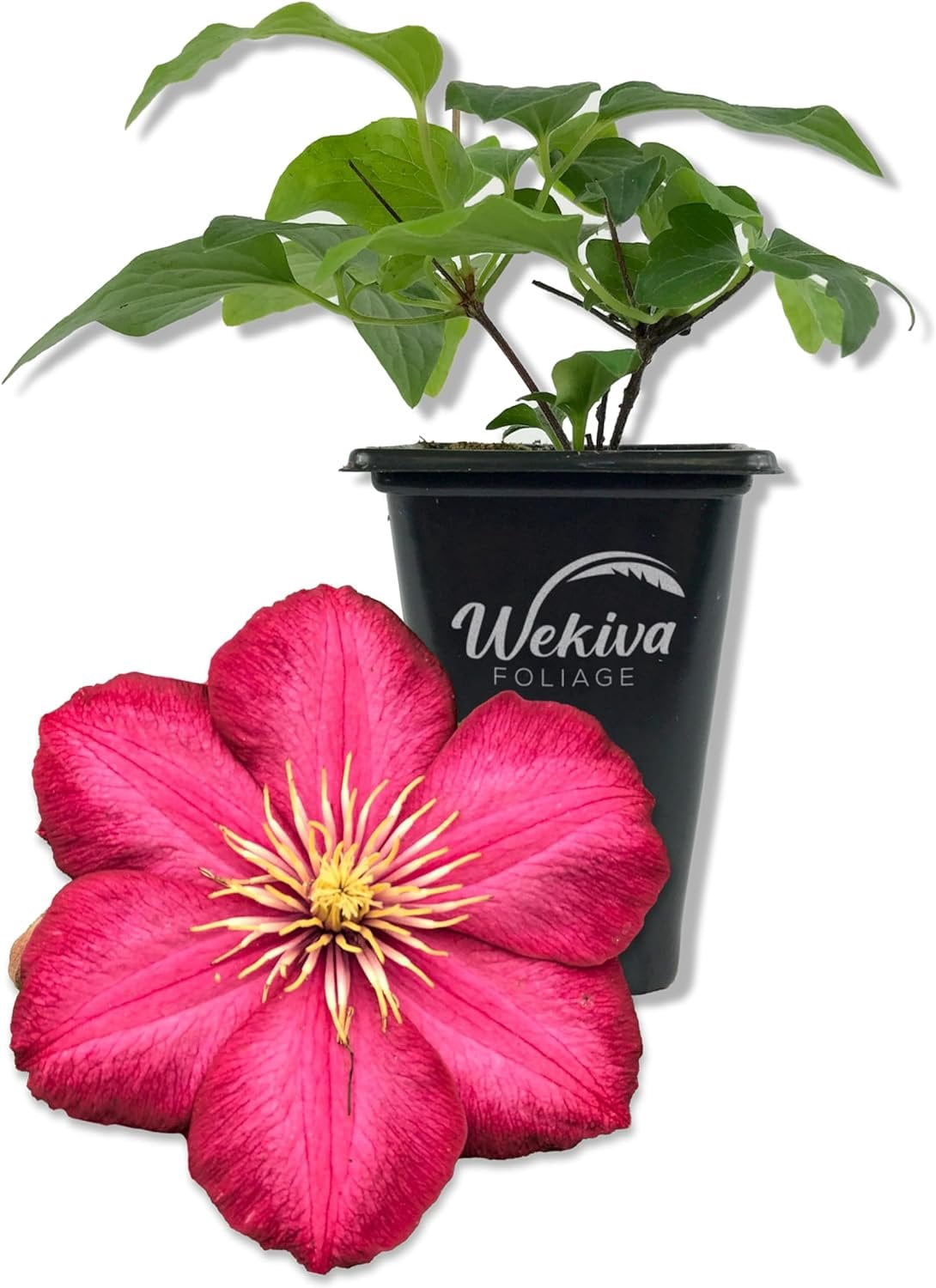 Clematis Ernest Markham - Live Starter Plant in a 2 Inch Pot - Starter ...