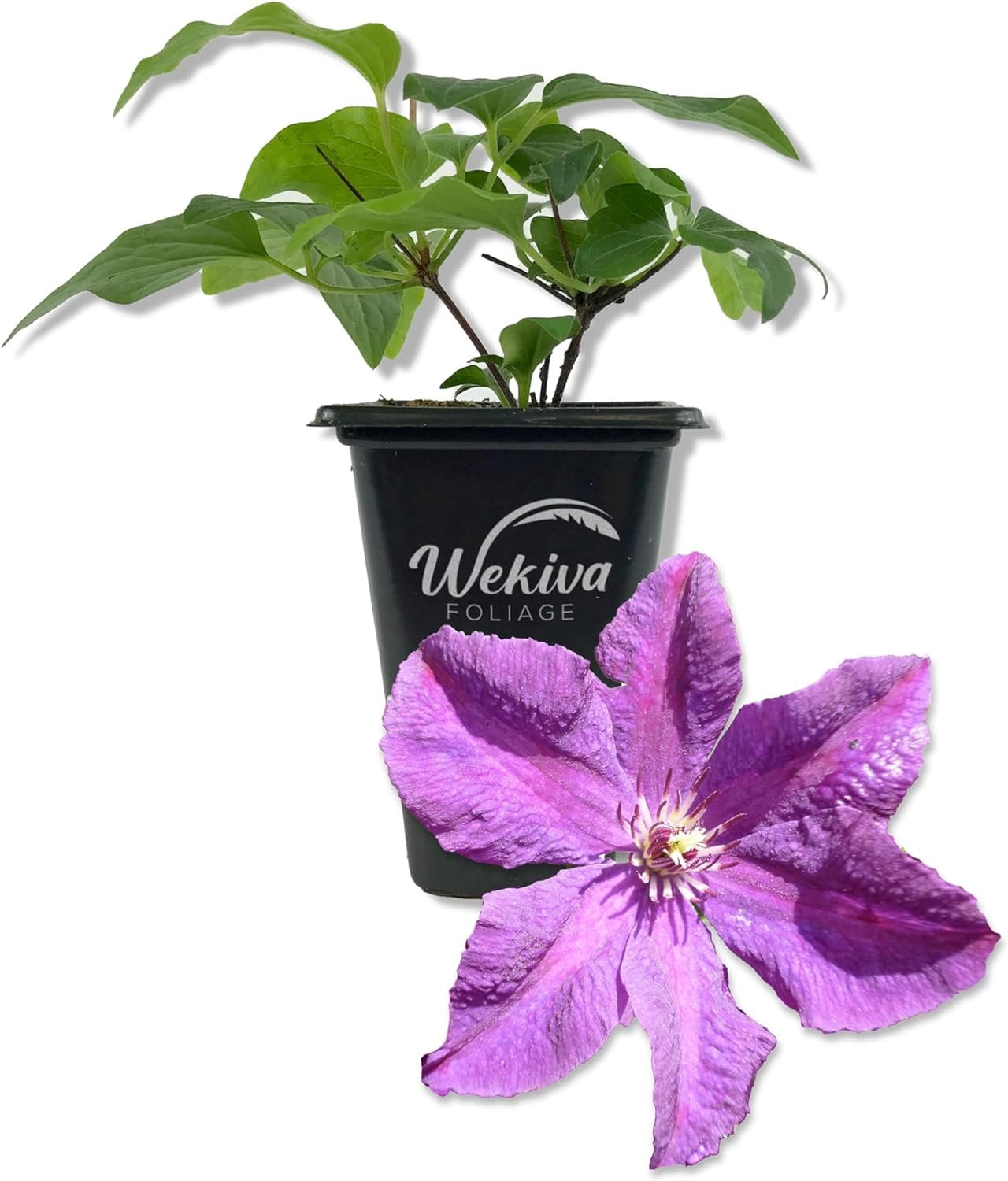 Clematis Etoile Violette - Live Starter Plant in a 2 Inch Growers Pot ...