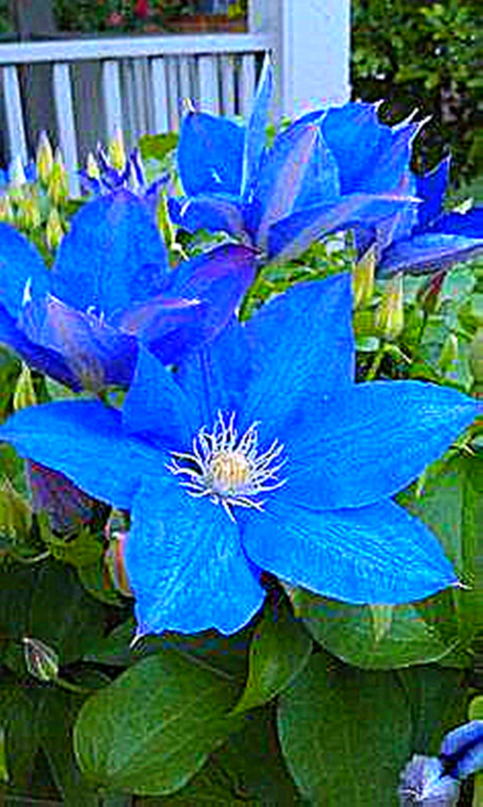 Clematis Fall or Spring Planting ,Amazing(Clematis for Planting),Ideal ...