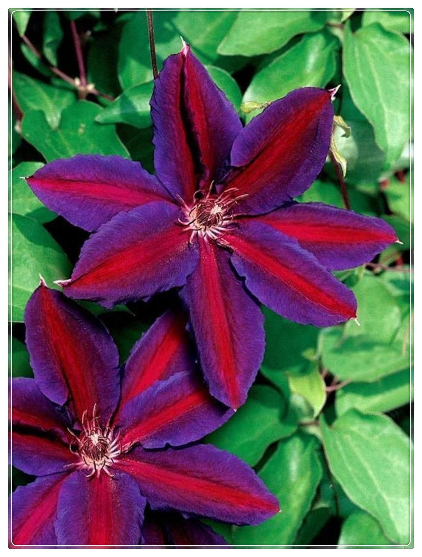 Clematis Fall or Spring Planting ,Amazing(Clematis for Planting),Ideal ...