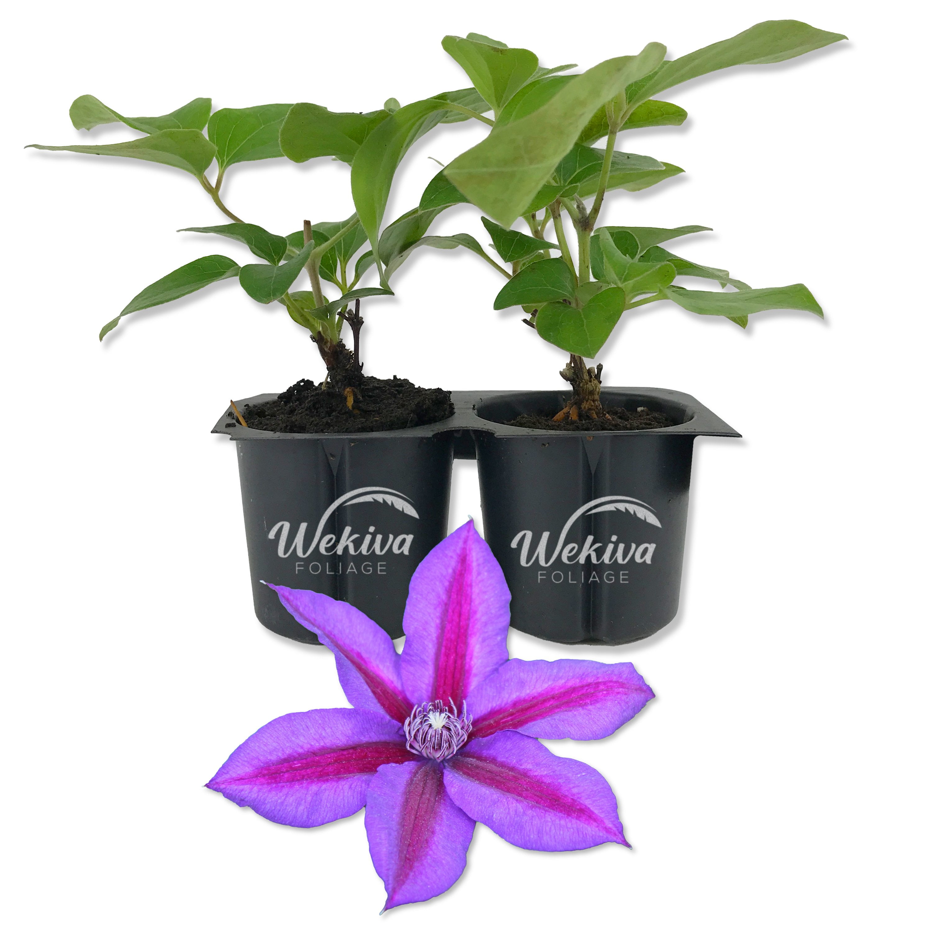 Clematis Fireworks - 2 Live Starter Plants in 2 Inch Growers Pots ...