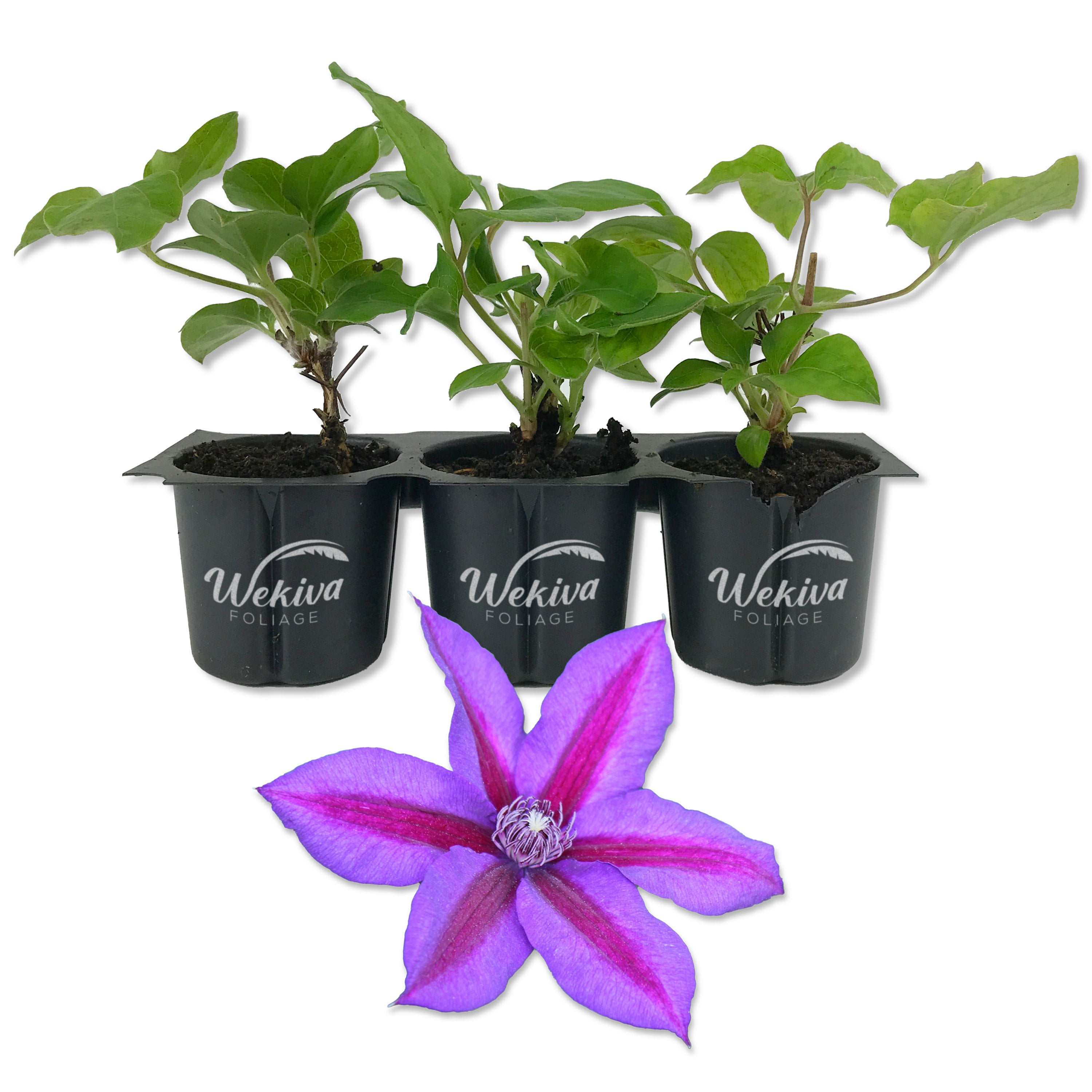 Clematis Fireworks - 3 Live Starter Plants in 2 Inch Growers Pots ...