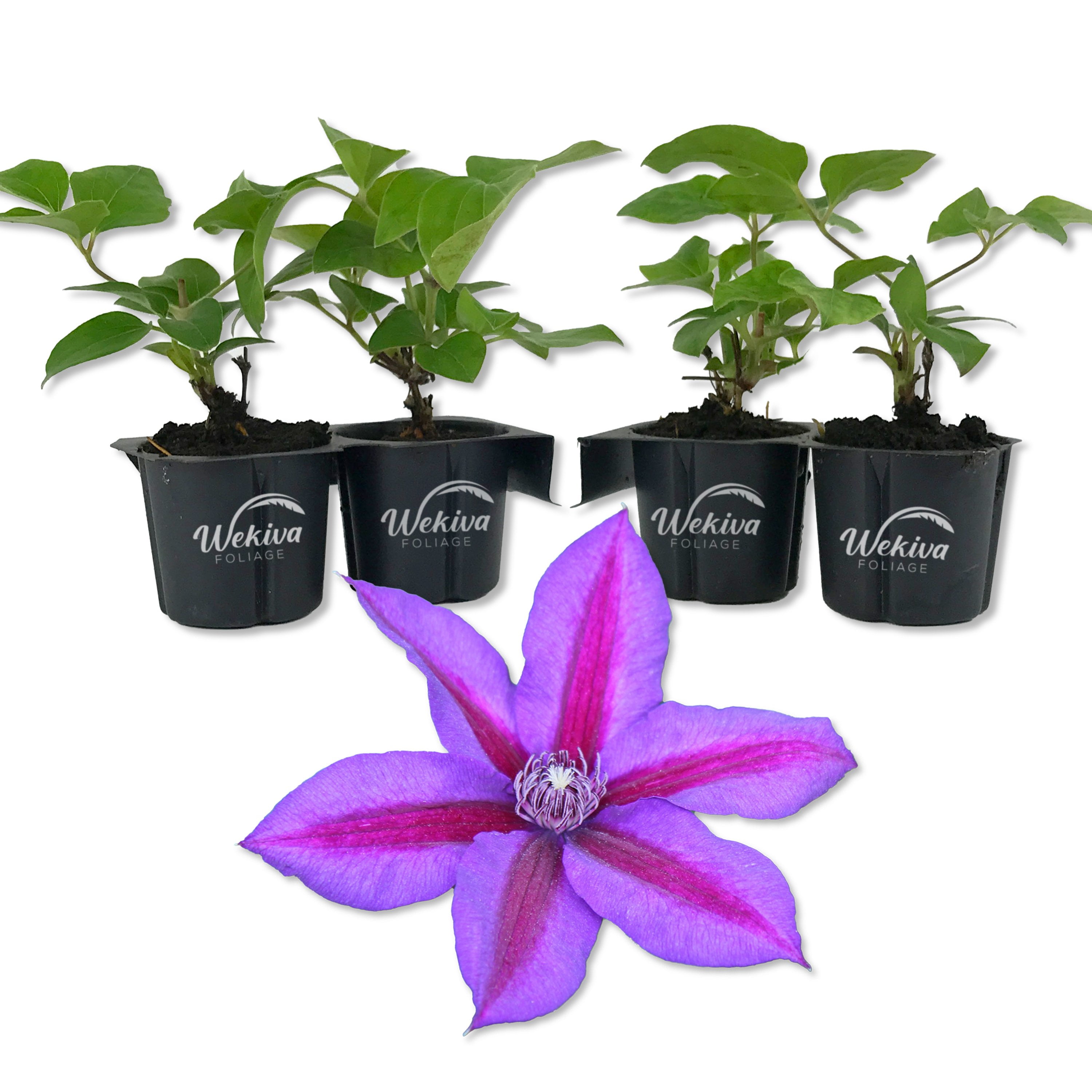 Clematis Fireworks - 4 Live Starter Plants in 2 Inch Growers Pots ...