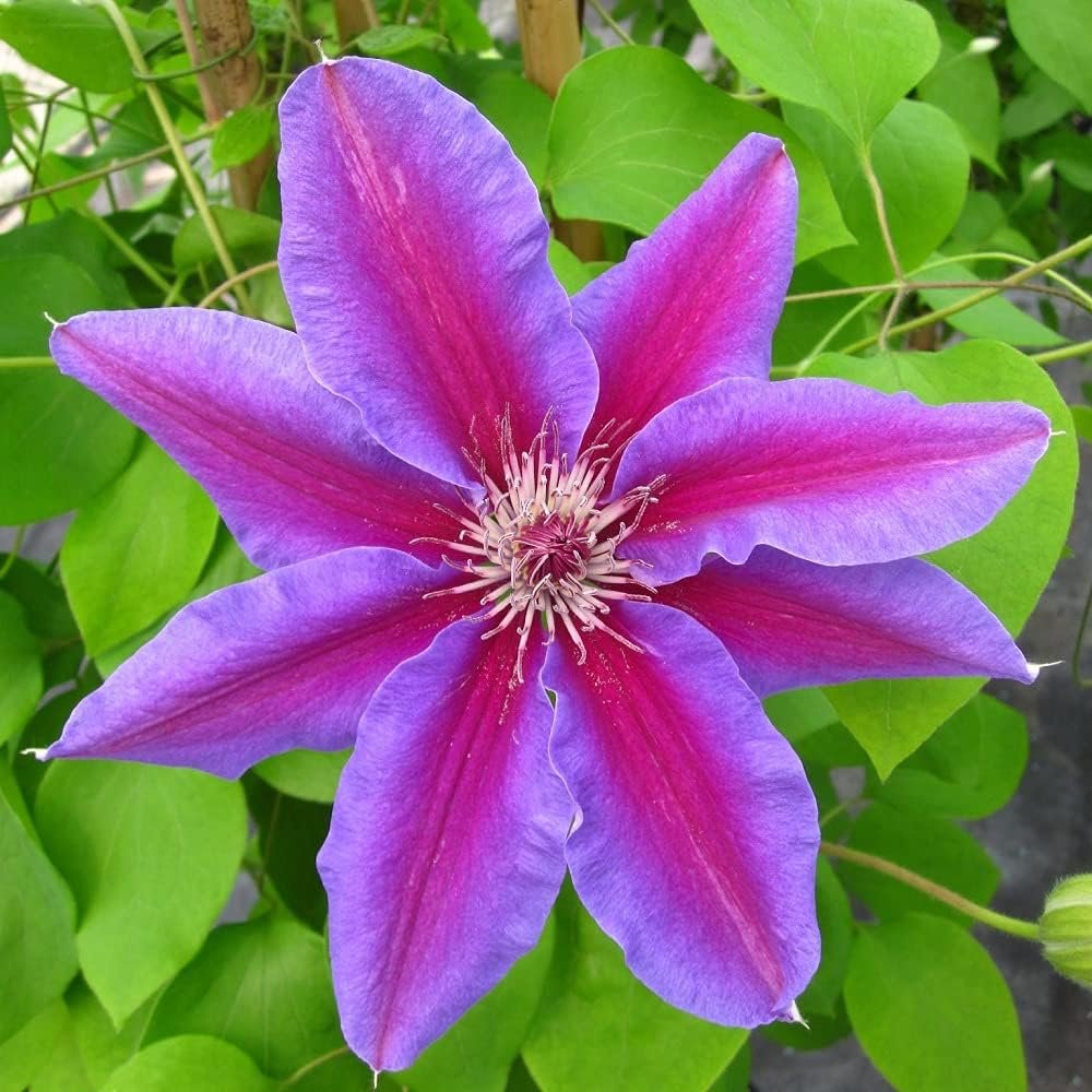 Clematis virginiana - Fall Blooming Love Vine - 2.5" Pot - Very Hard ...