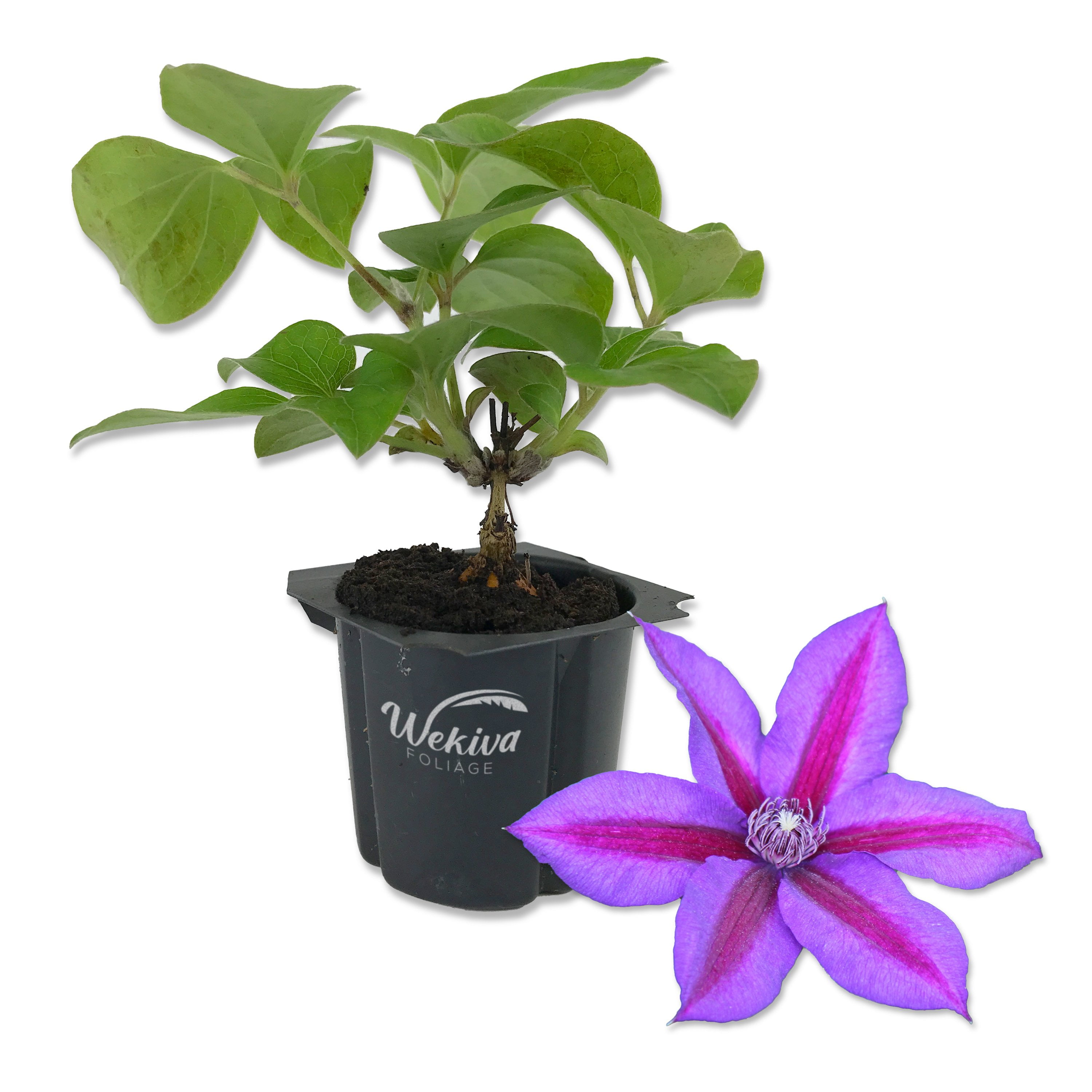 Clematis Fireworks - Live Starter Plant in a 2 Inch Growers Pot ...