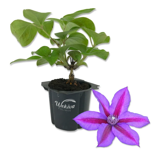 Clematis Fireworks - Live Starter Plant in a 2 Inch Growers Pot ...