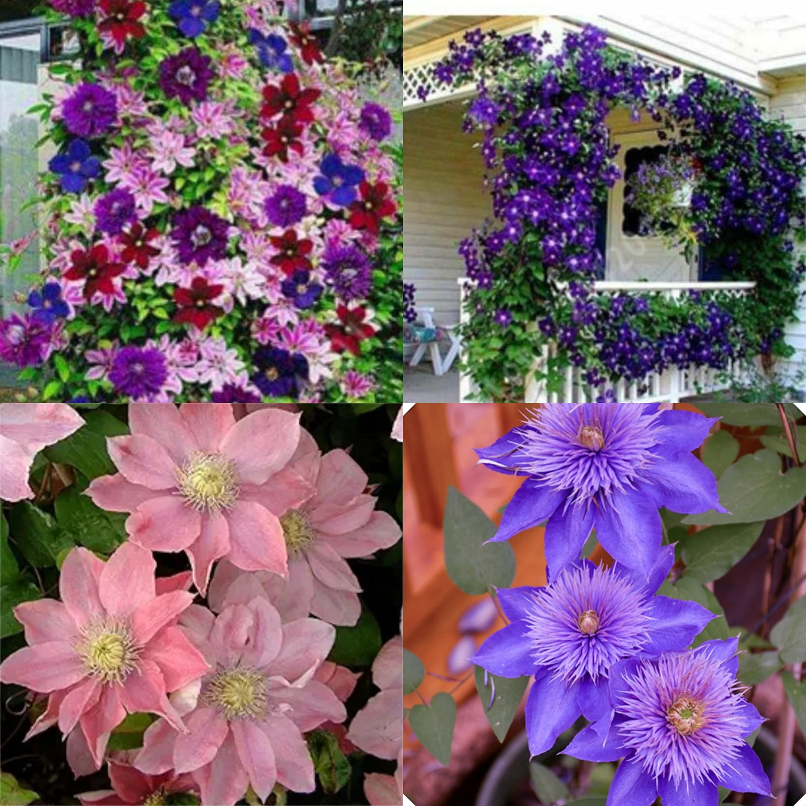 Clematis For Planting,Clematis Flowers,Surprise Simple to Grow Indoor ...