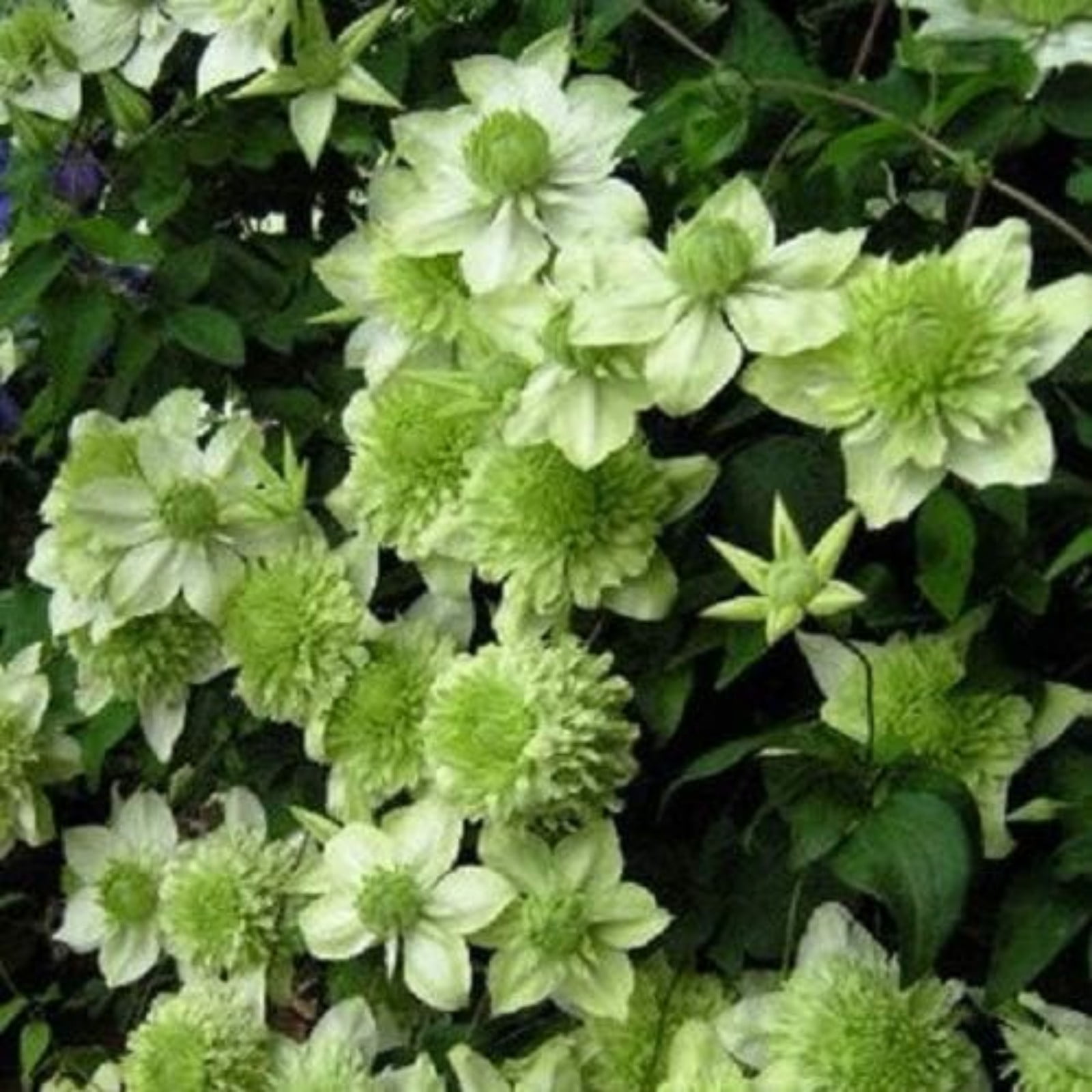 Clematis For Planting,Clematis Flowers,Surprise Simple to Grow Indoor ...