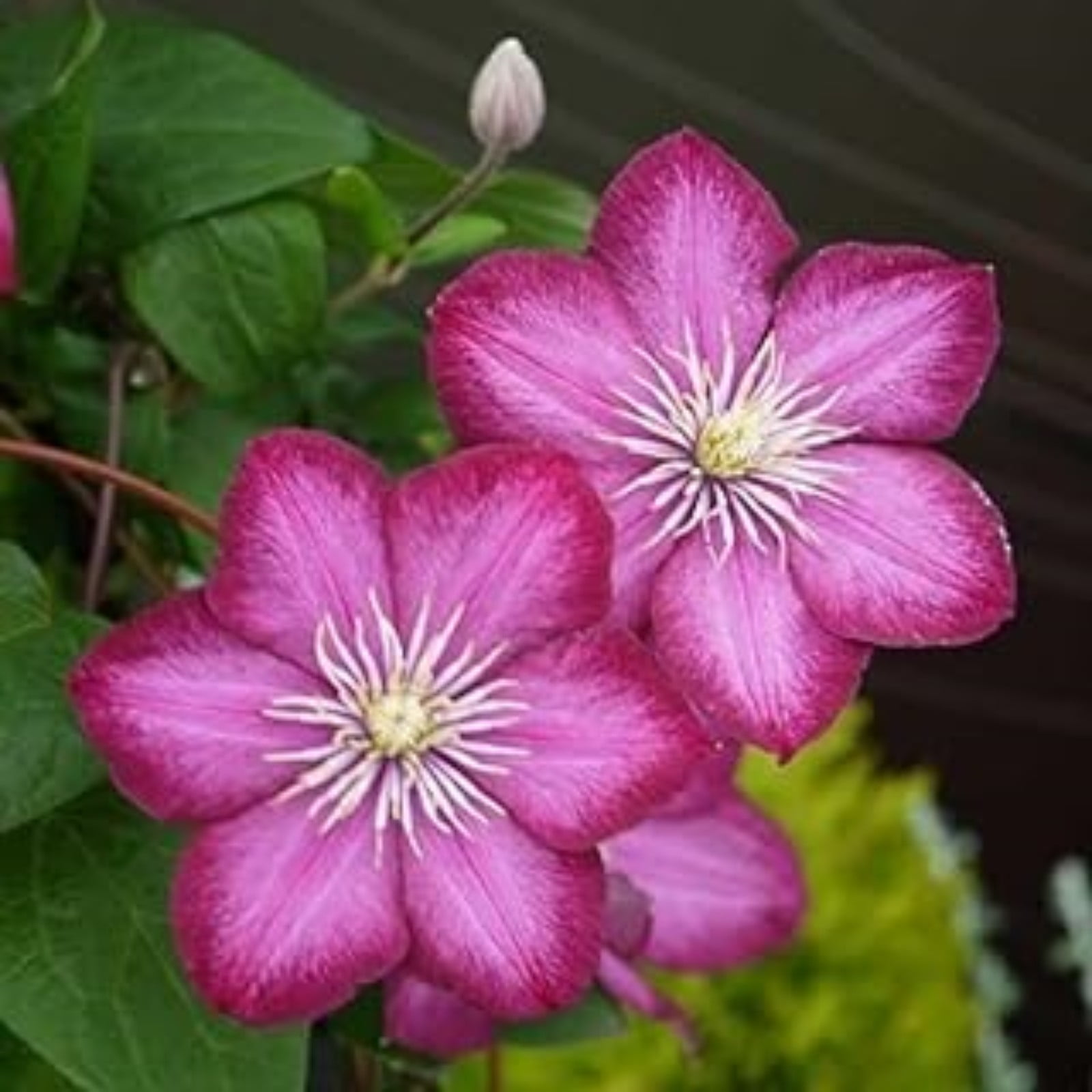 Clematis For Planting,Clematis Flowers,Surprise Simple to Grow Indoor ...
