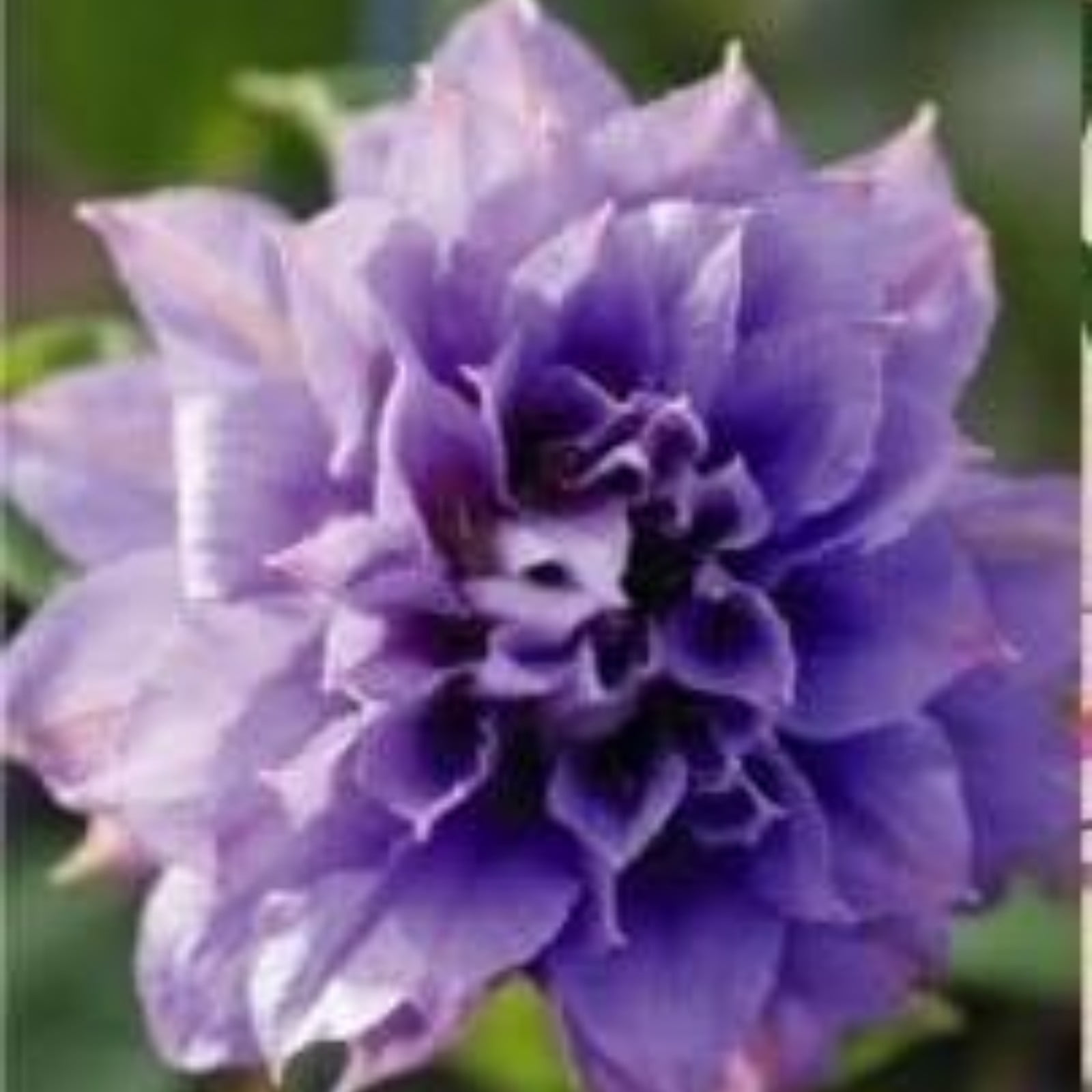 Clematis For Planting,Surprise Simple to Grow Indoor or Outdoor ...